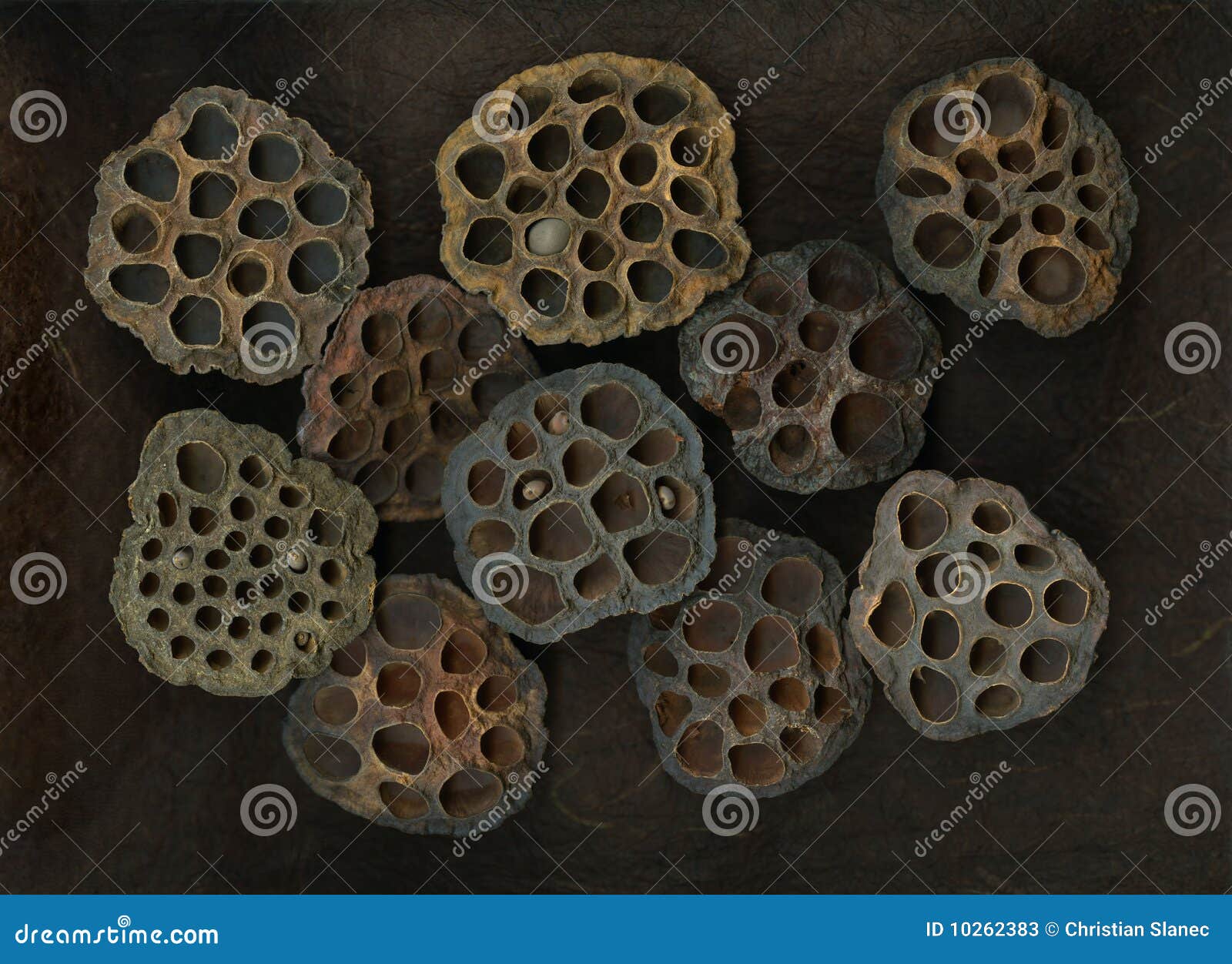 Dried Lotus Pods stock image. Image of lotus, ornamental - 10262383