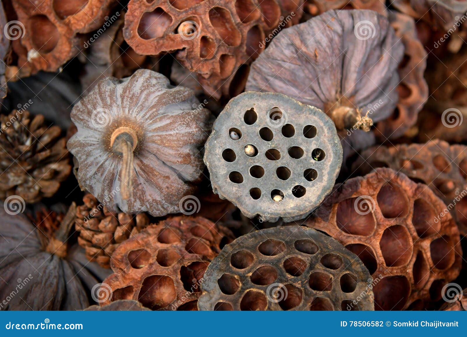 Dried lotus pods stock photo. Image of pods, patterns - 78506582