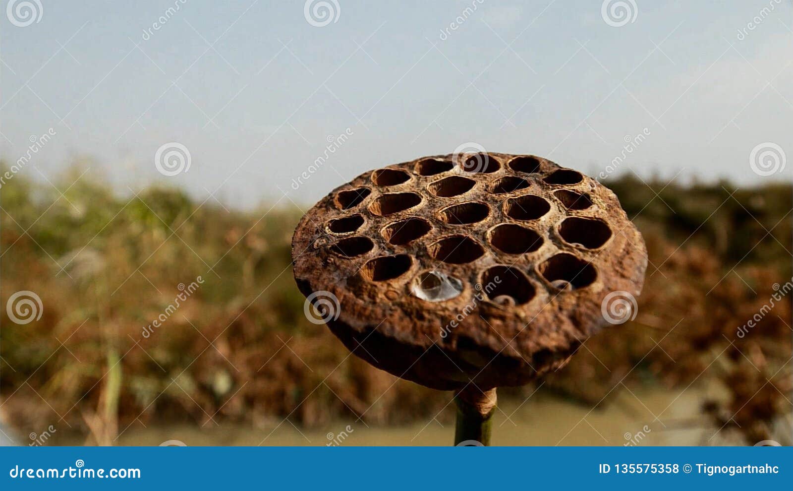 The Dried lotus in pond stock photo. Image of flowers - 135575358