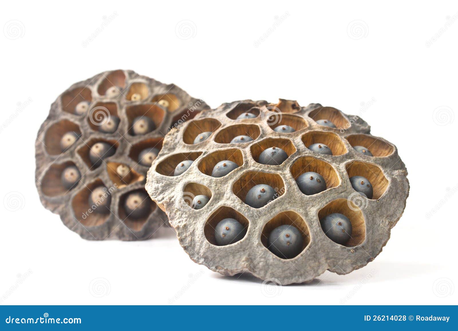 Dried Lotus Seed Pods