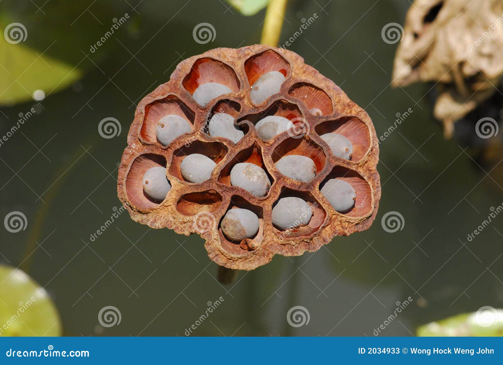 Dried lotus seeds stock image. Image of lotus, fruit, gardens - 2034933