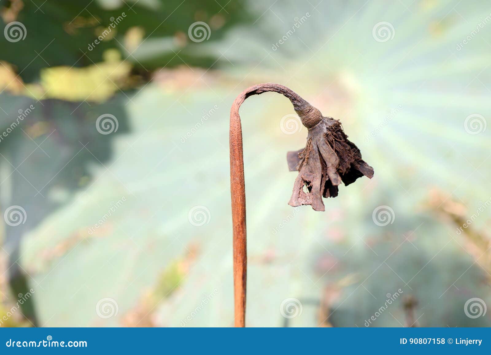 Dried lotus stock photo. Image of flora, beautiful, isolated - 90807158