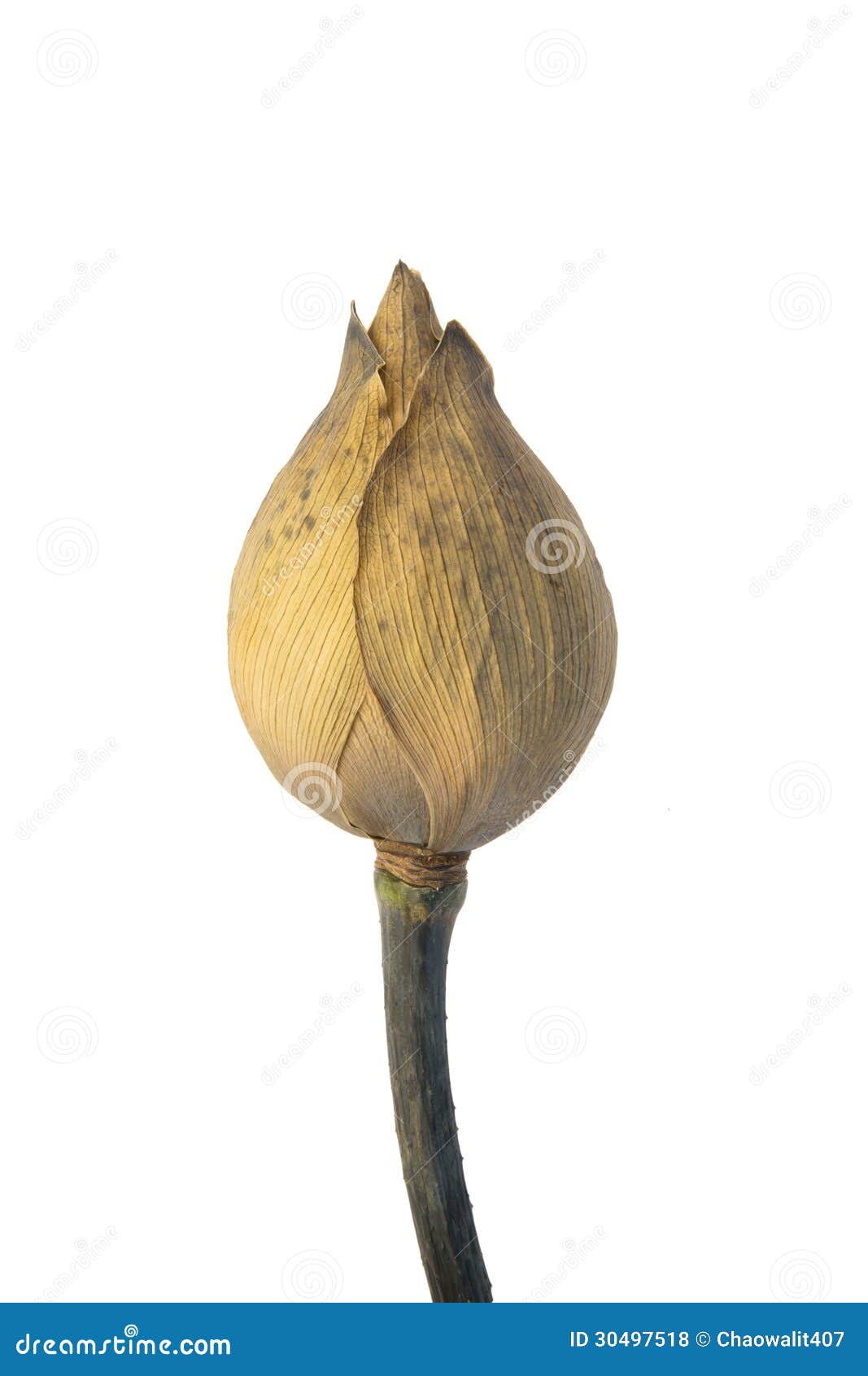 Dried lotus on white stock photo. Image of lily, flower - 30497518