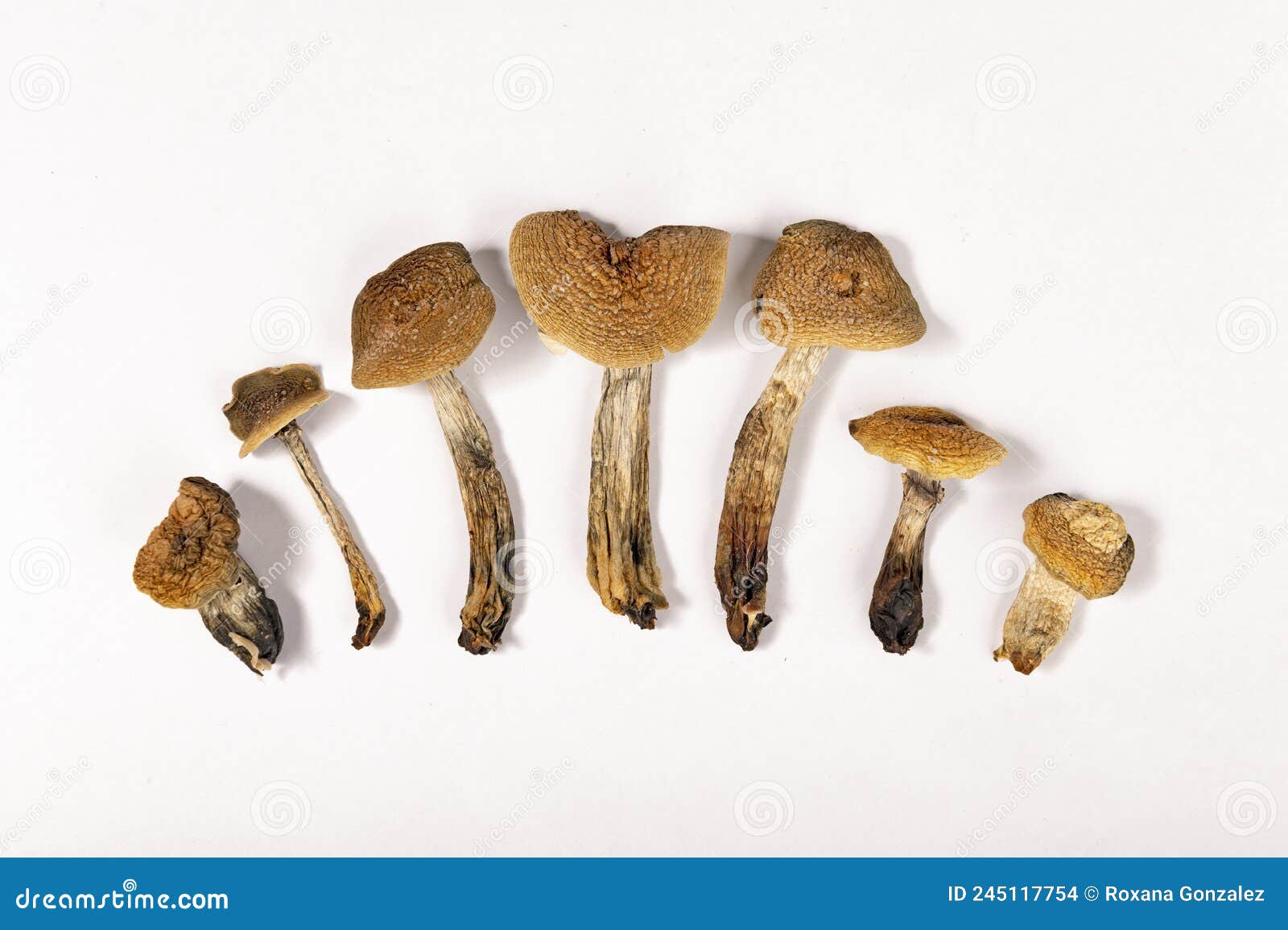 Psilocybe Cubensis Psychedelic Mushrooms Stock Photography ...