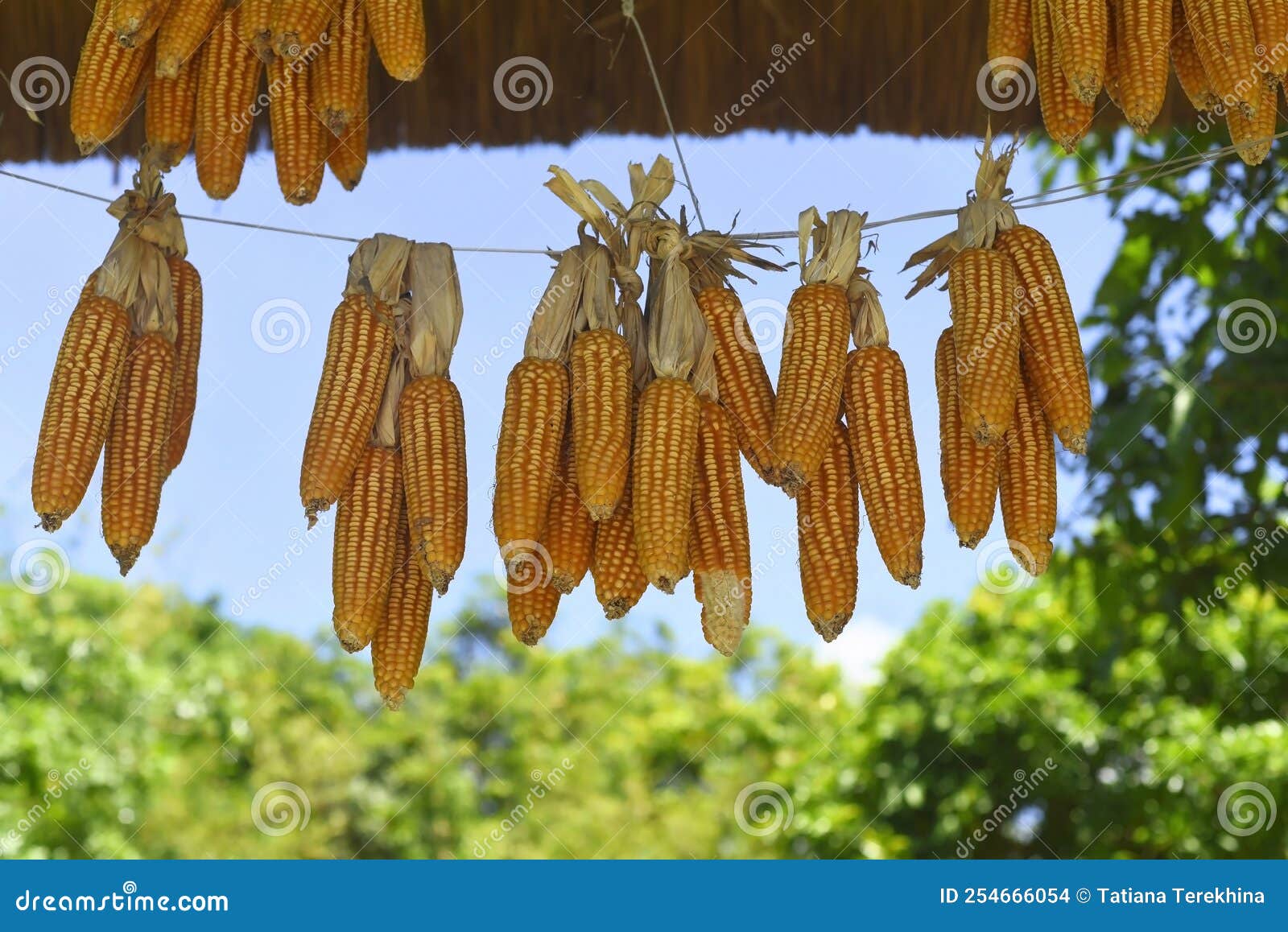 Dried Maize Been Dried Under Sun Stock Photo - Image of vegetable ...
