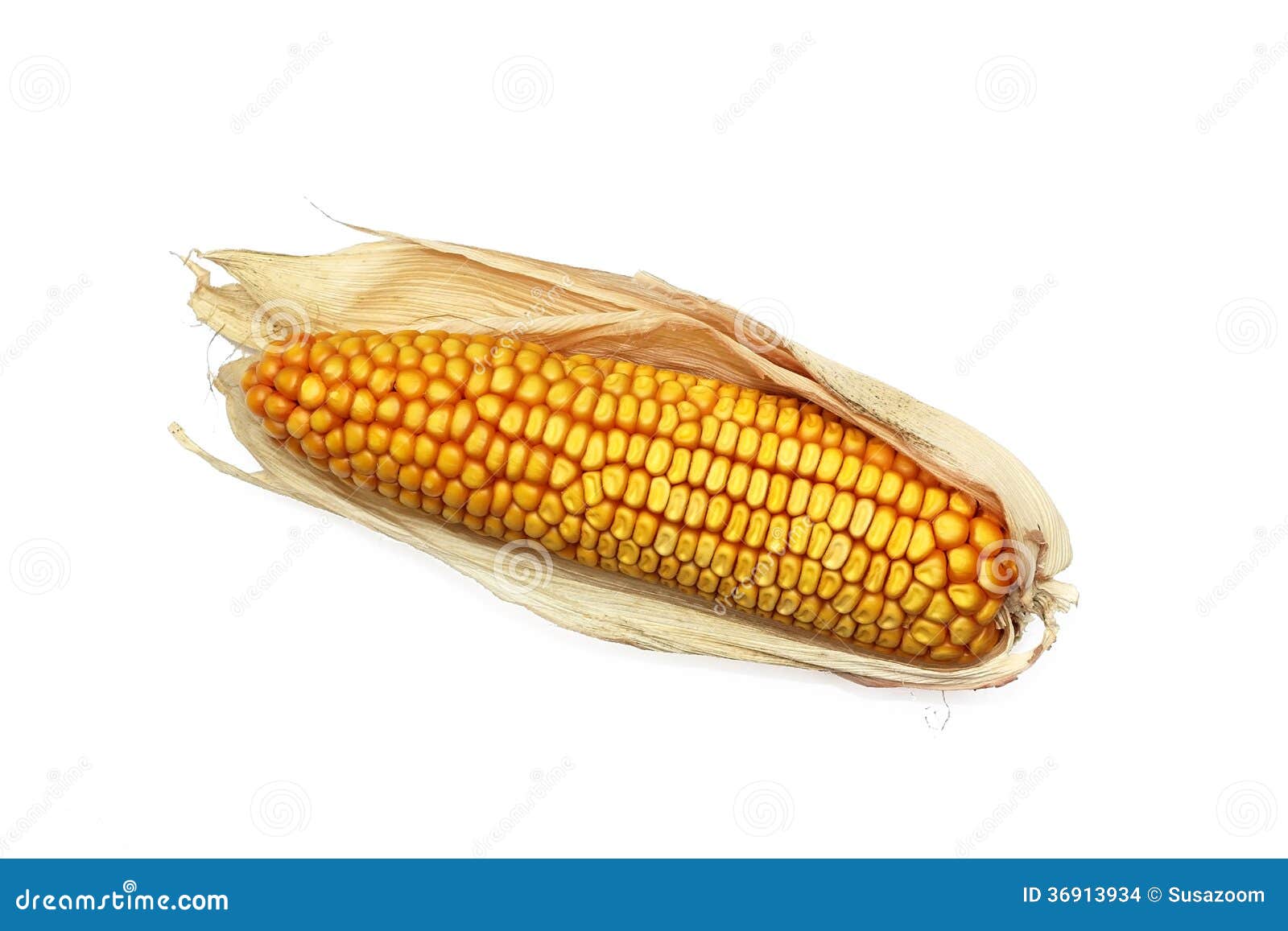 Dried Maize Cob, Isolated on White Stock Photo - Image of field, diet ...