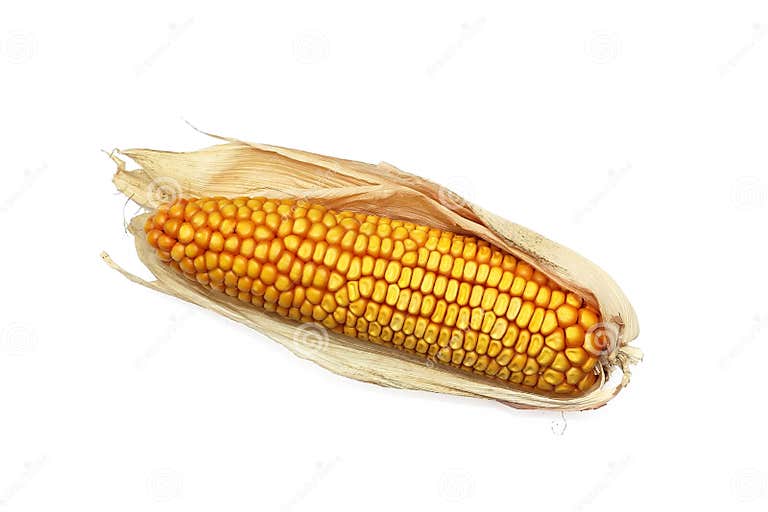 Dried Maize Cob, Isolated on White Stock Photo - Image of field, diet ...