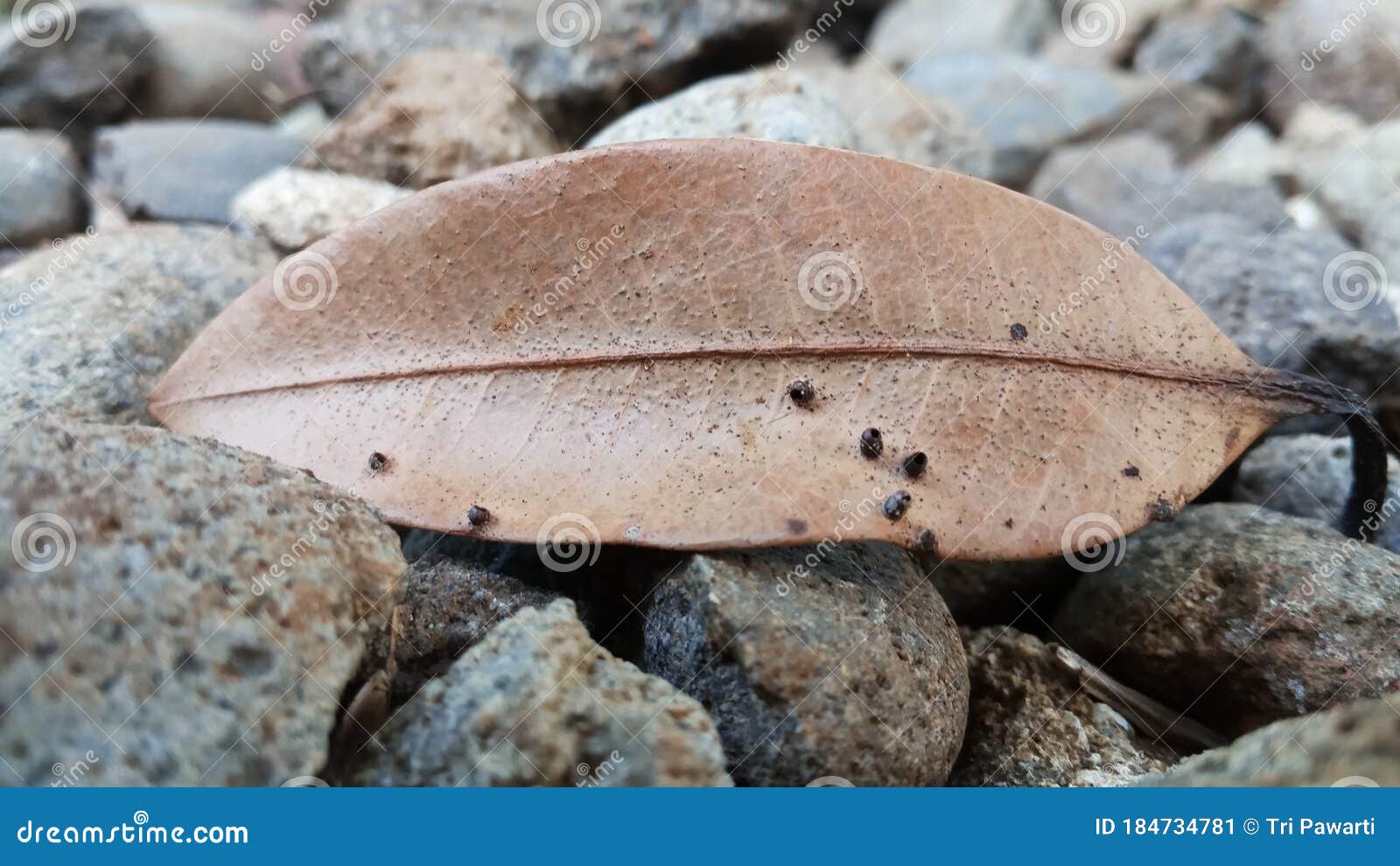 Dried Mango Leaves Fall on the Stones Stock Image - Image of mango ...