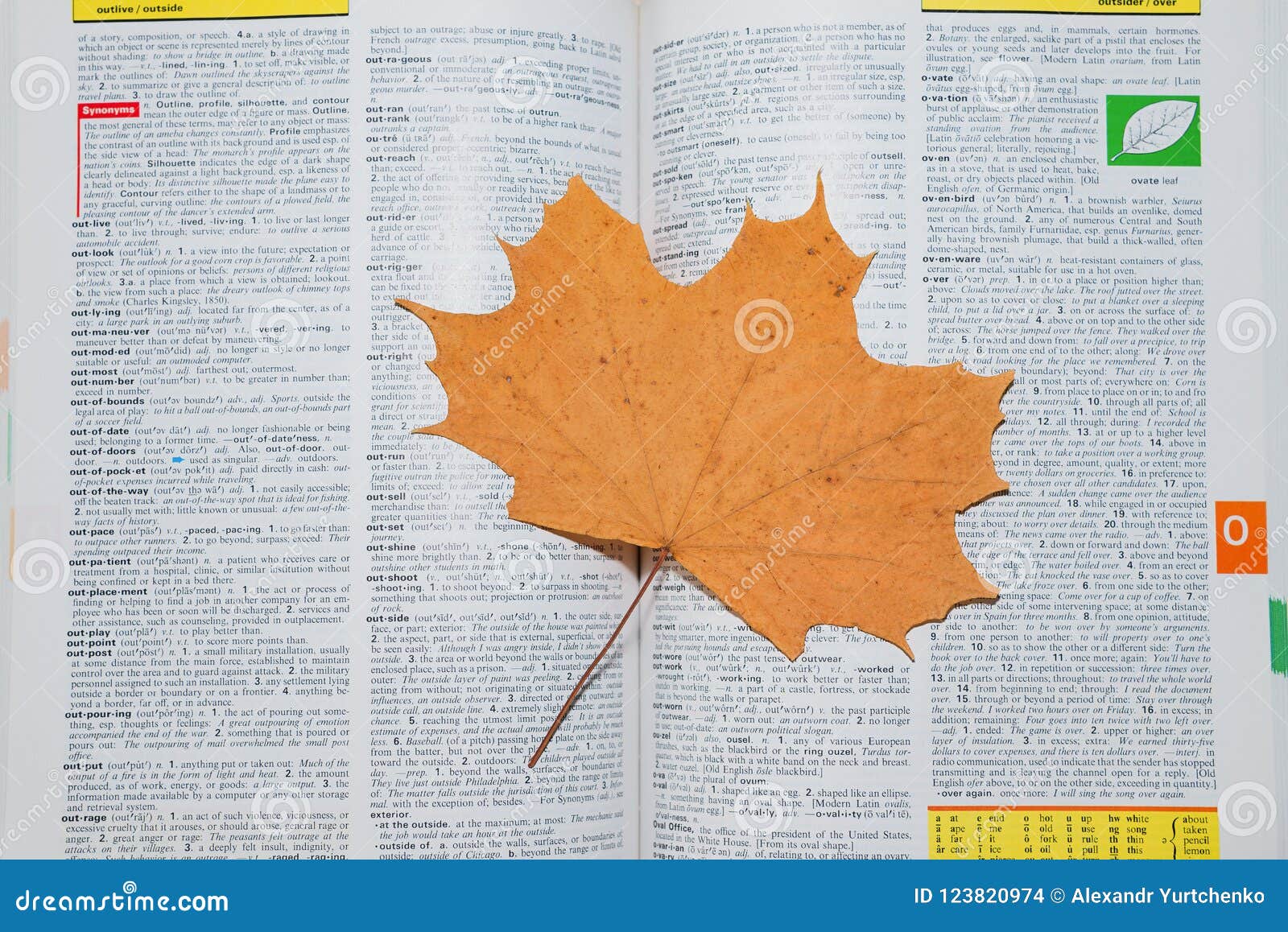 Dried Maple Leaf on the Open ENCYCLOPAEDIA Stock Photo - Image of ...