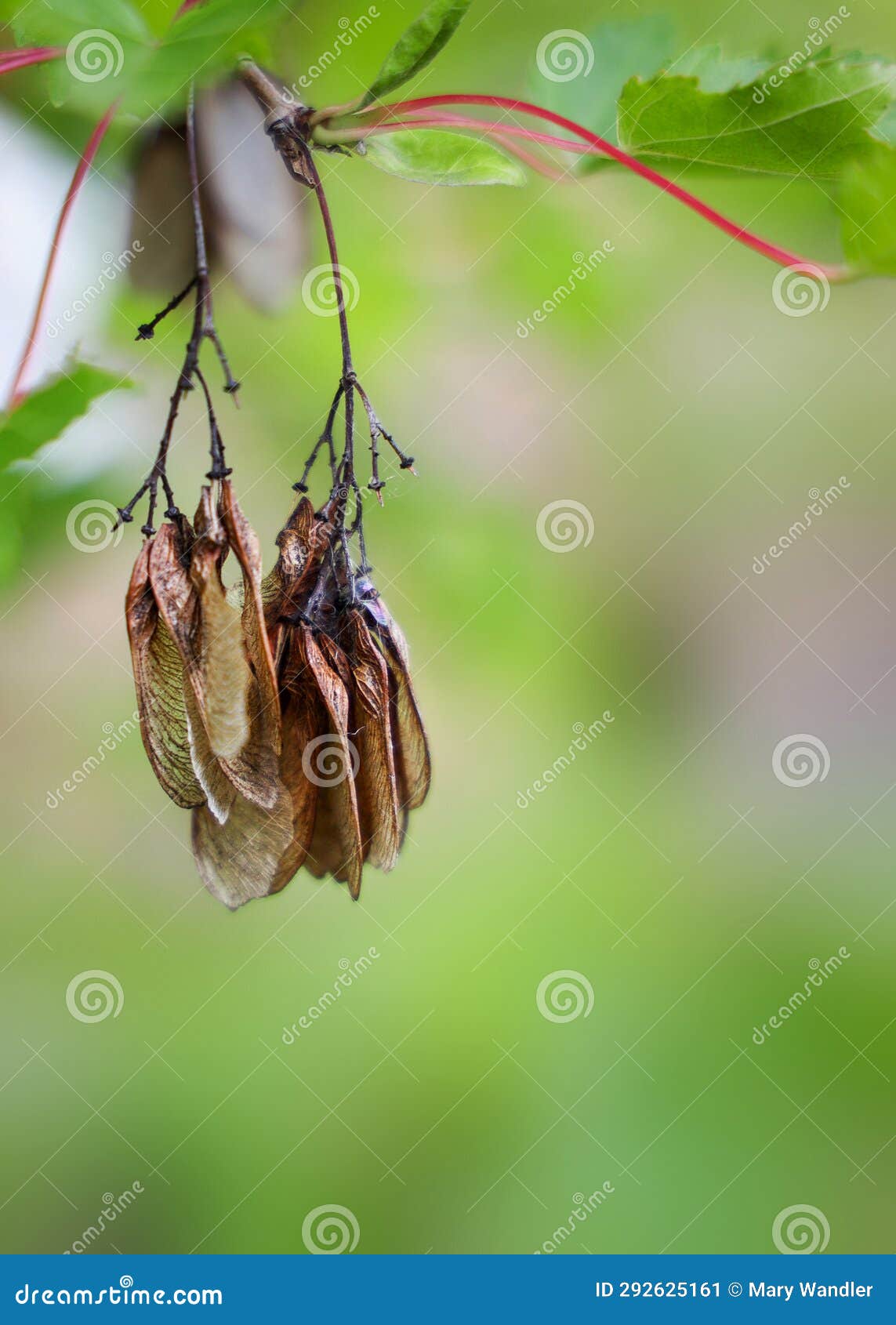 Dried Maple Leaf Seeds Hanging from Branch Stock Image - Image of leaf ...