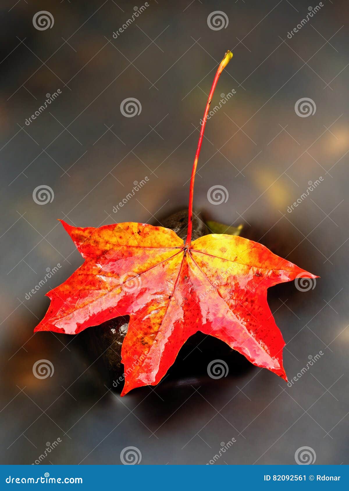 Dried Maple Leaf In Water, Floating Maple Leaf. Royalty-Free Stock ...