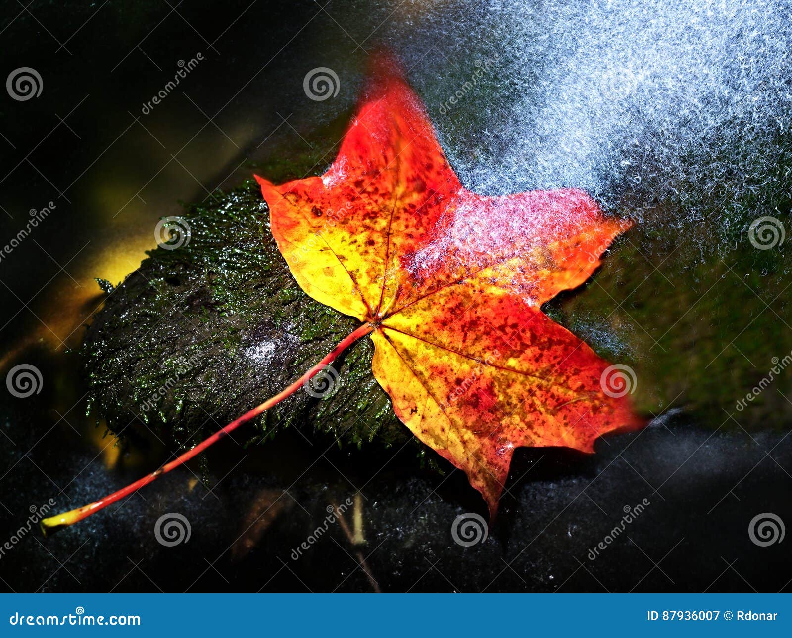 Dried Maple Leaf in Water, Floating Maple Leaf. Stock Image - Image of ...