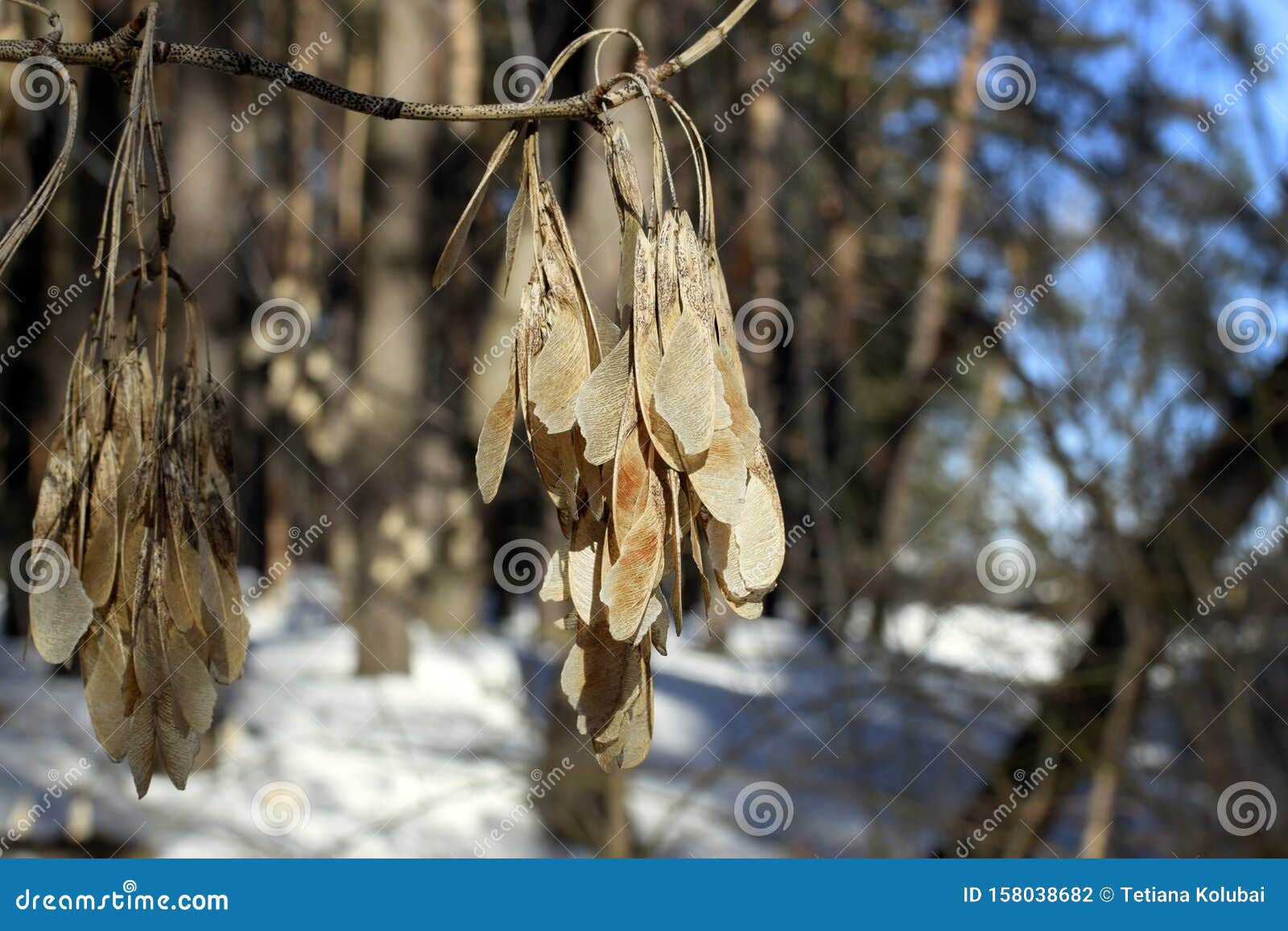 Dried Maple Seeds Hang on a Tree Branch Stock Photo - Image of leaves ...
