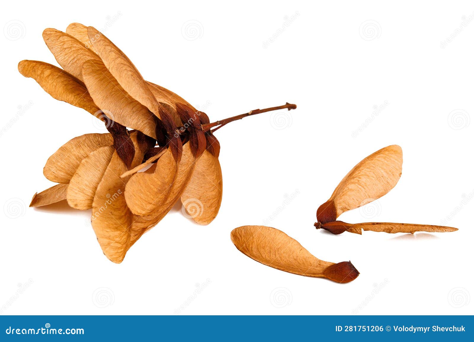Dried Maple Seeds Isolated on White Background Stock Photo - Image of ...