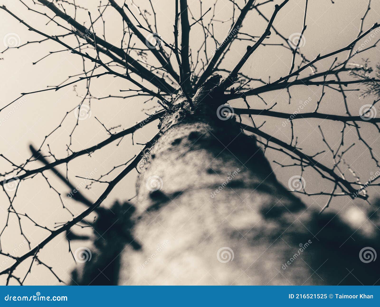 Dried Maple Tree with No Leaves Stock Image - Image of flower, dried ...