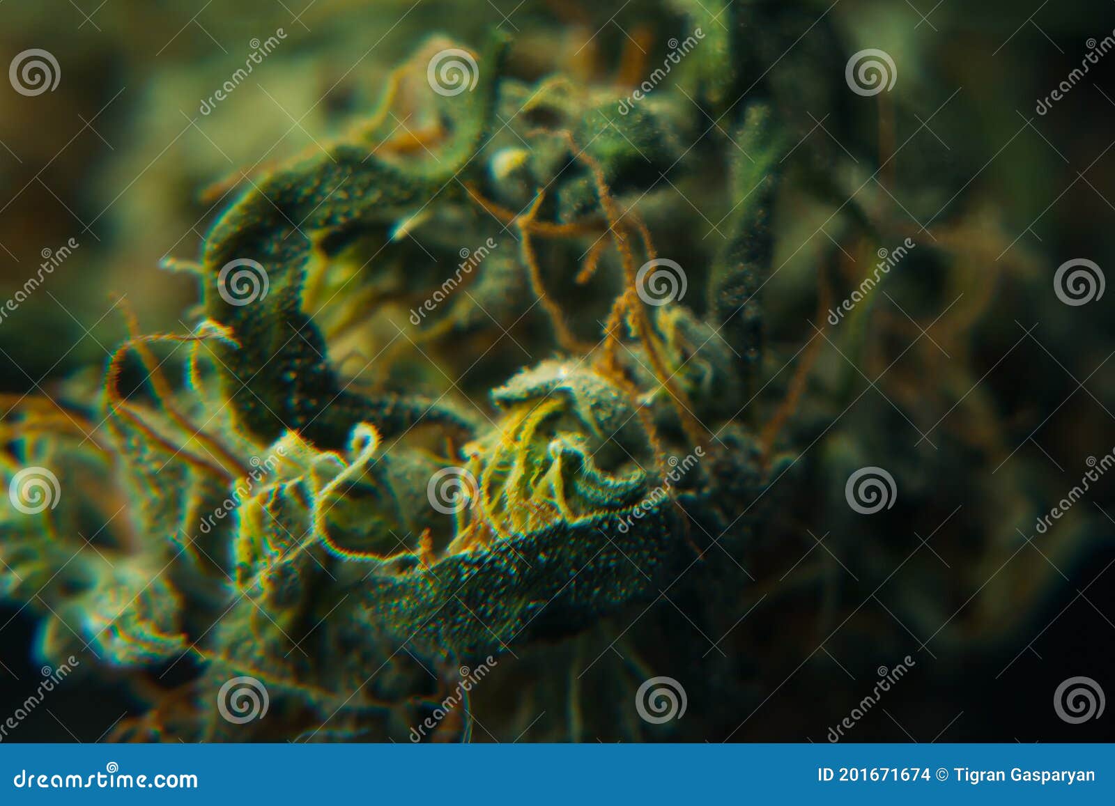 Dried Marijuana Bud Big Close Up Macro. Texture Crystals Trichomes ...