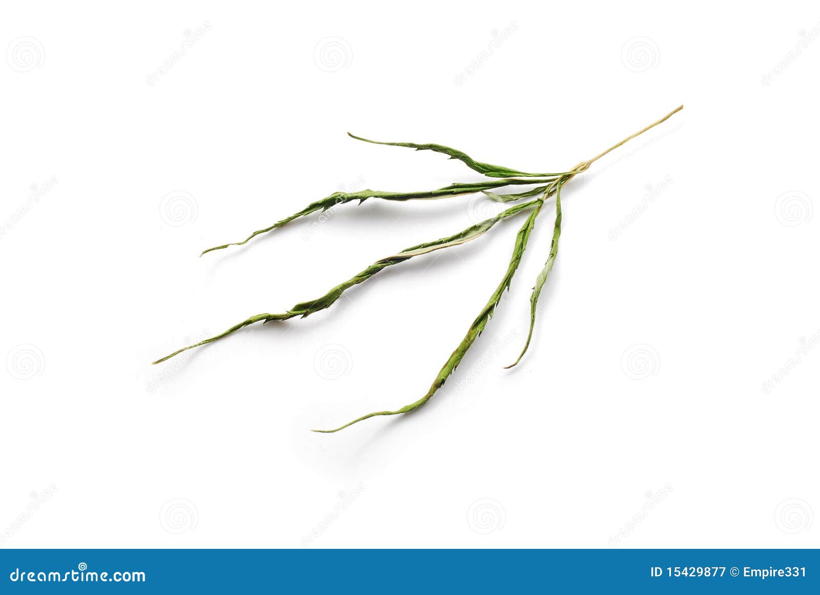 Dried marijuana leaf stock image. Image of medicinal - 15429877
