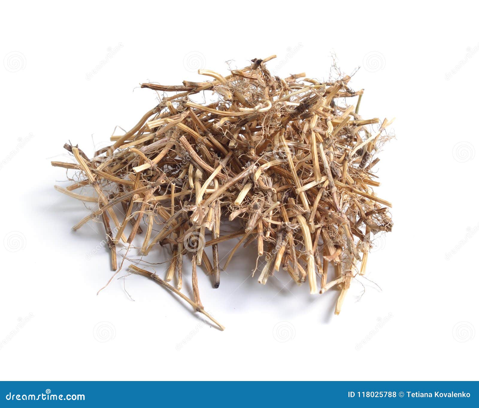 White Root Of Young Nettle For Herbal Medicine. Urtica Dioica Royalty ...