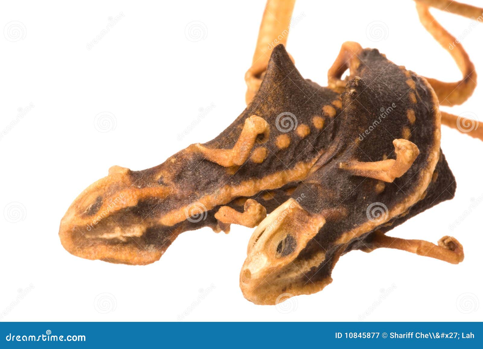 Dried Medicinal Lizards Isolated Stock Image - Image of macro ...