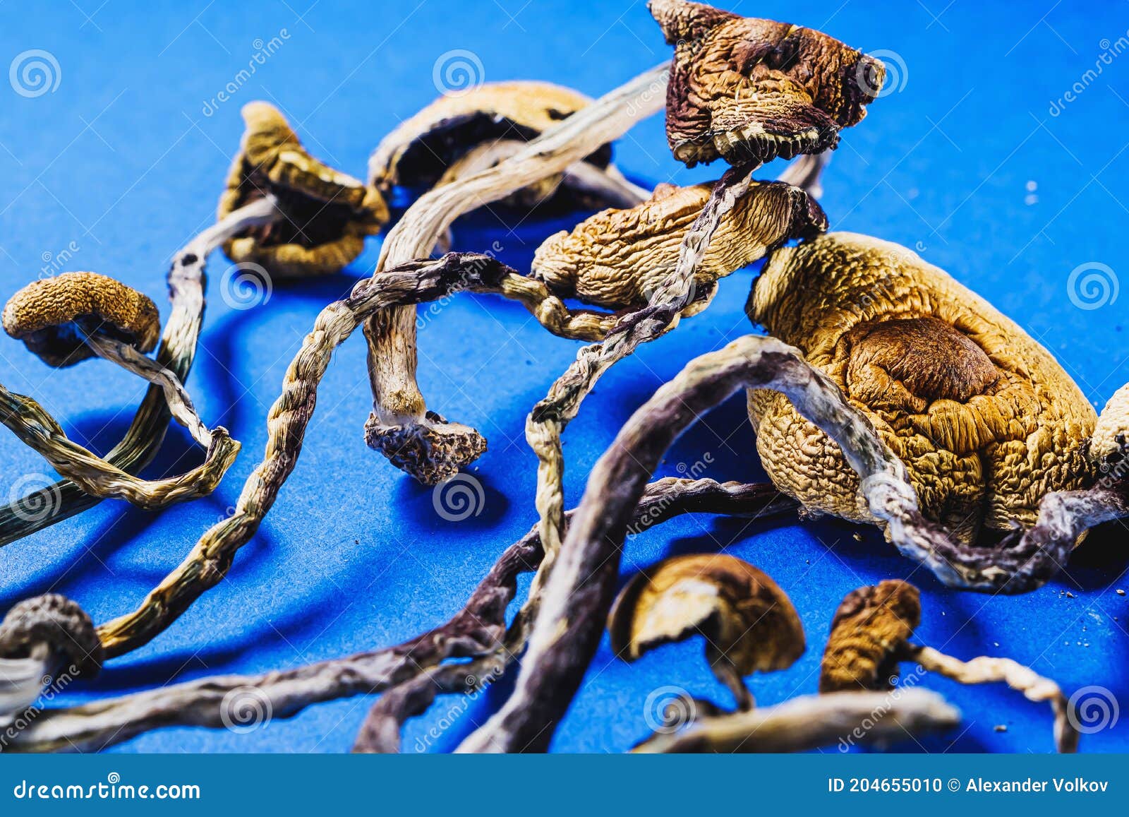 Dried Mexican Magic Mushrooms is a Psilocybe Cubensis on a Blue ...