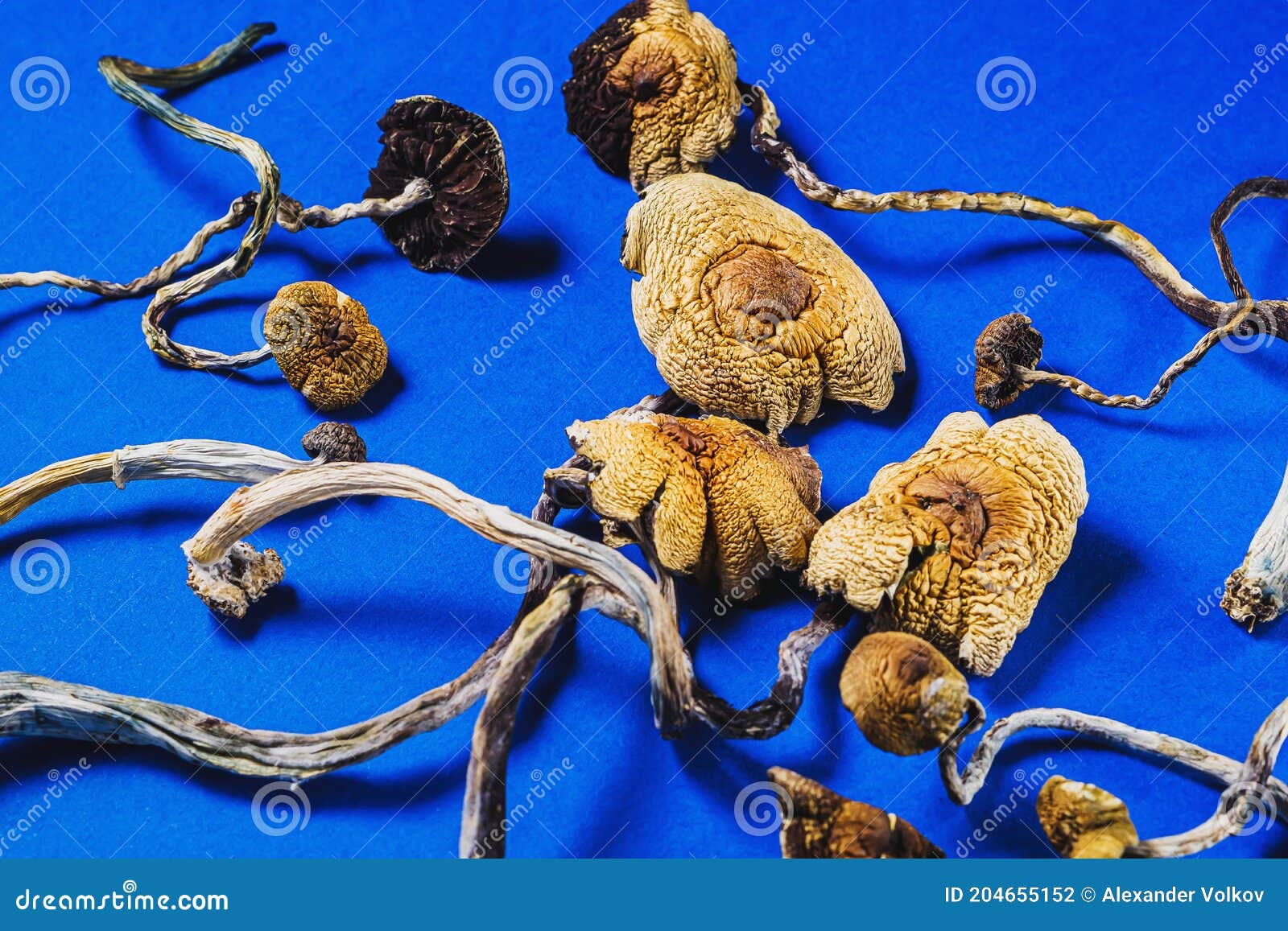 Dried Mexican Magic Mushrooms is a Psilocybe Cubensis on a Blue ...