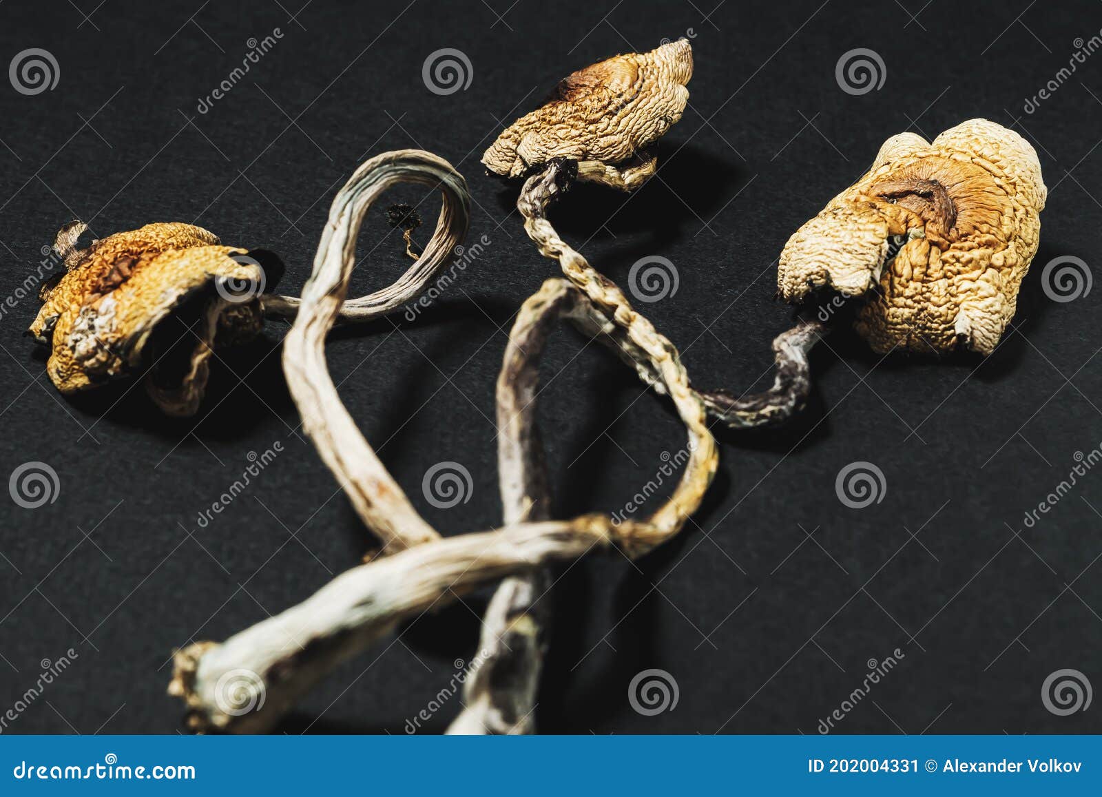 Dried Mexican Magic Mushrooms is a Psilocybe Cubensis, a Specie of ...
