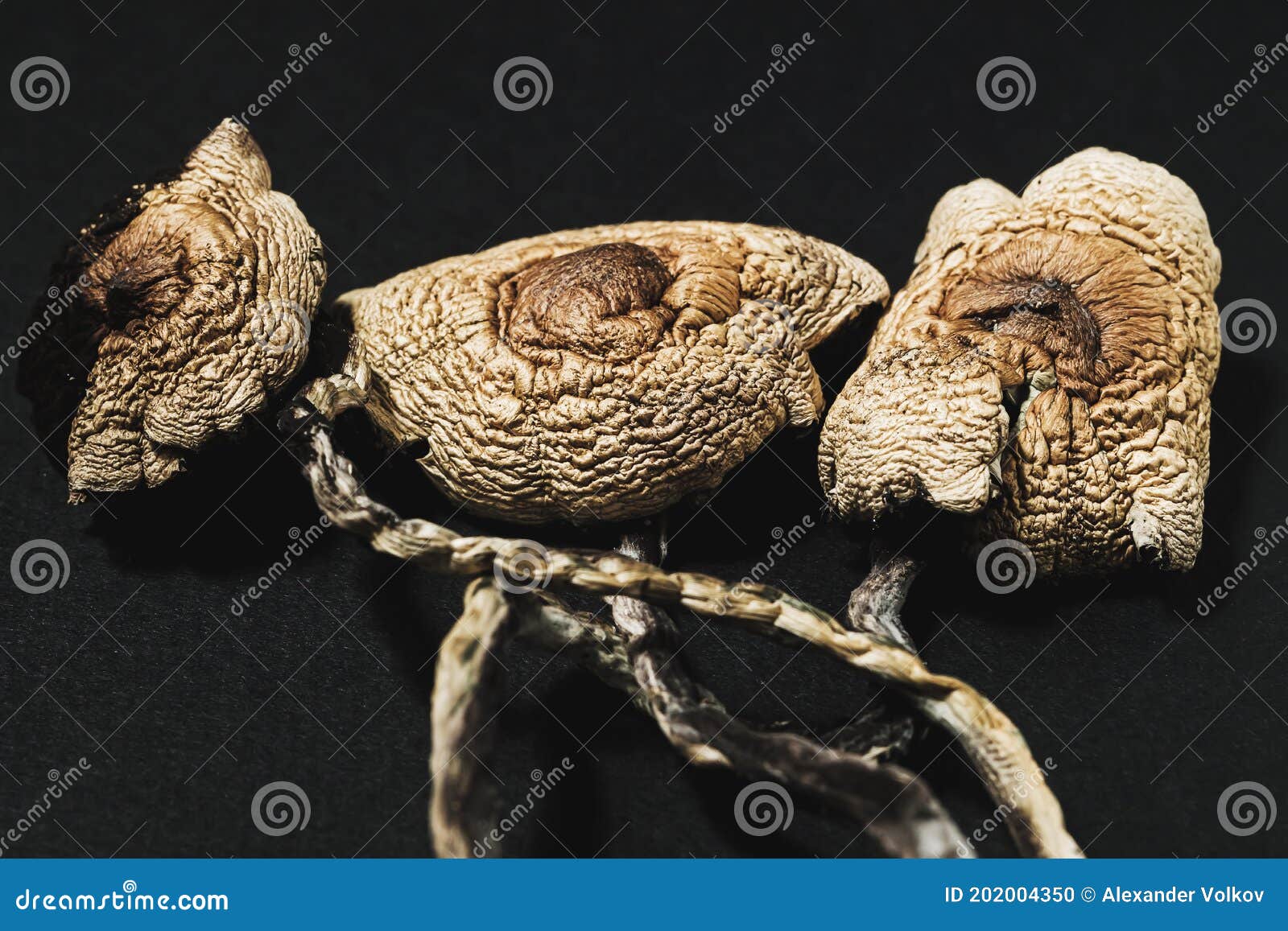 Dried Mexican Magic Mushrooms is a Psilocybe Cubensis, a Specie of ...