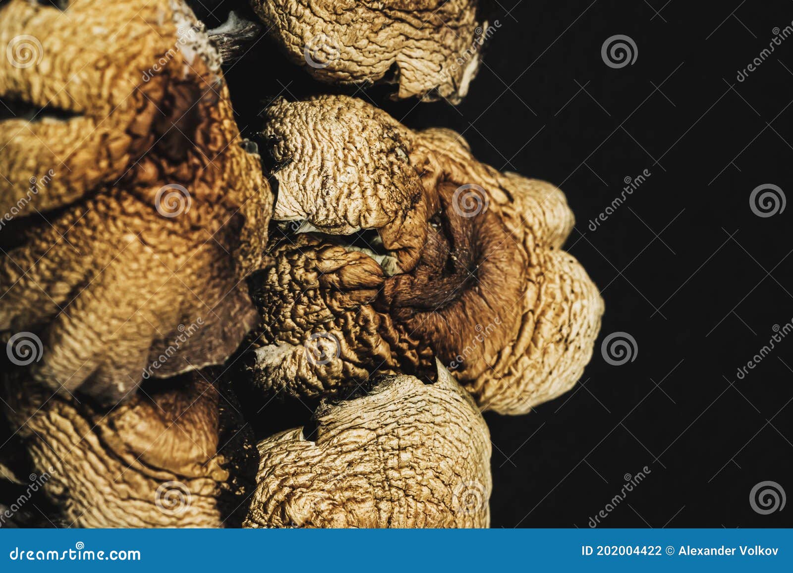 Dried Mexican Magic Mushrooms is a Psilocybe Cubensis, a Specie of ...