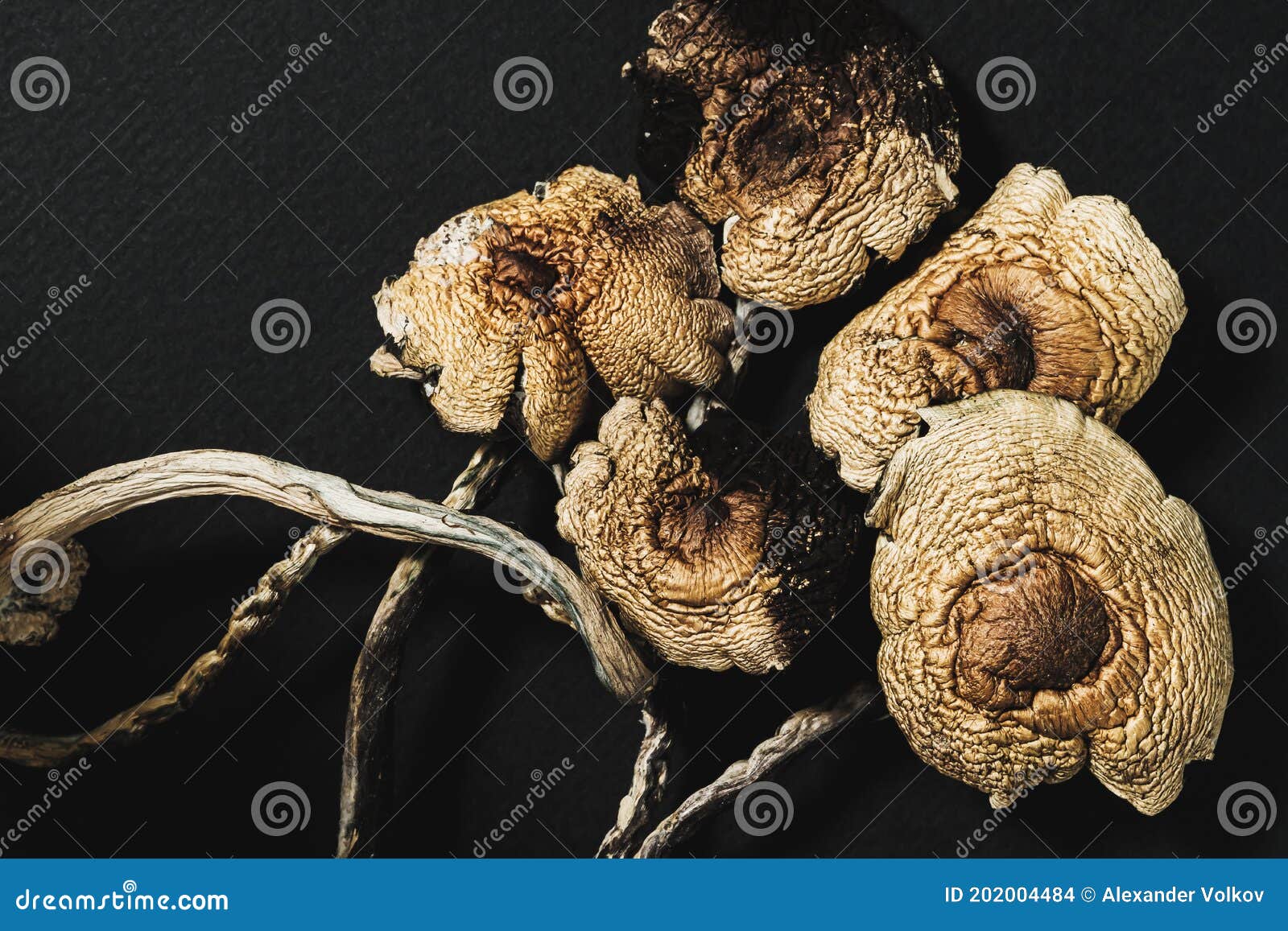 Dried Mexican Magic Mushrooms is a Psilocybe Cubensis, a Specie of ...