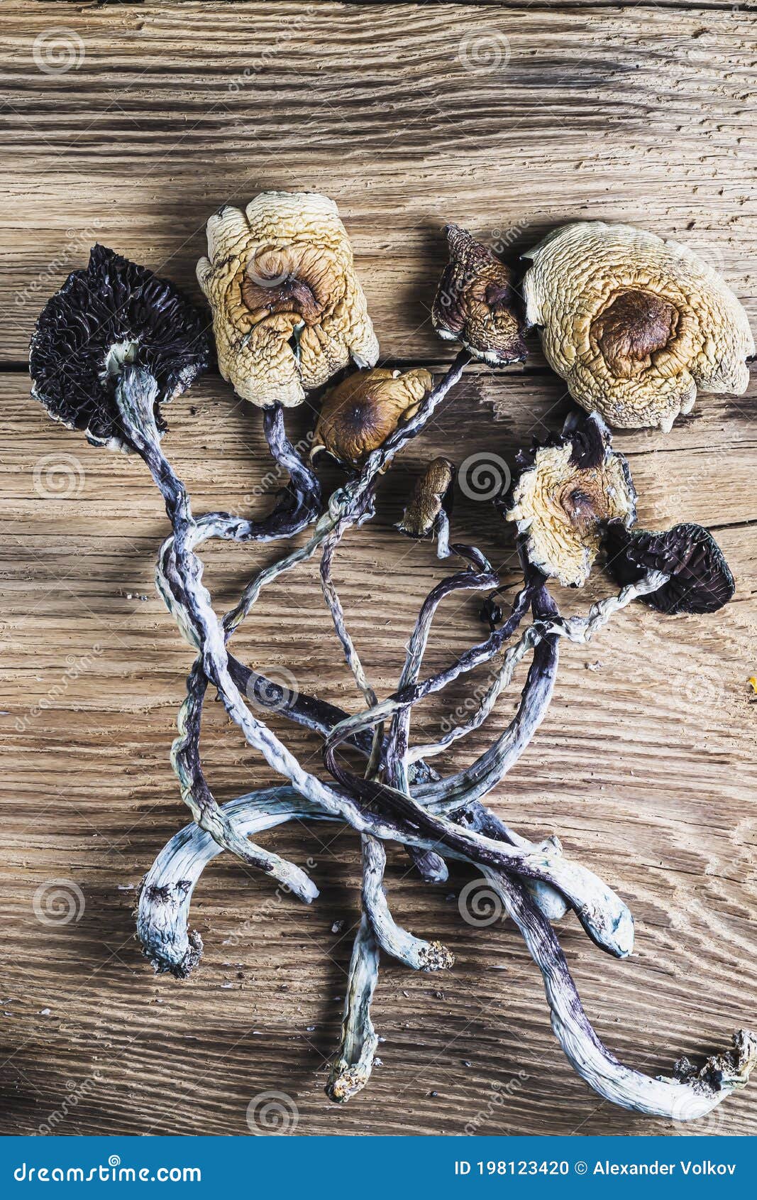 Dried Mexican Magic Mushrooms is a Psilocybe Cubensis, Whose Main ...