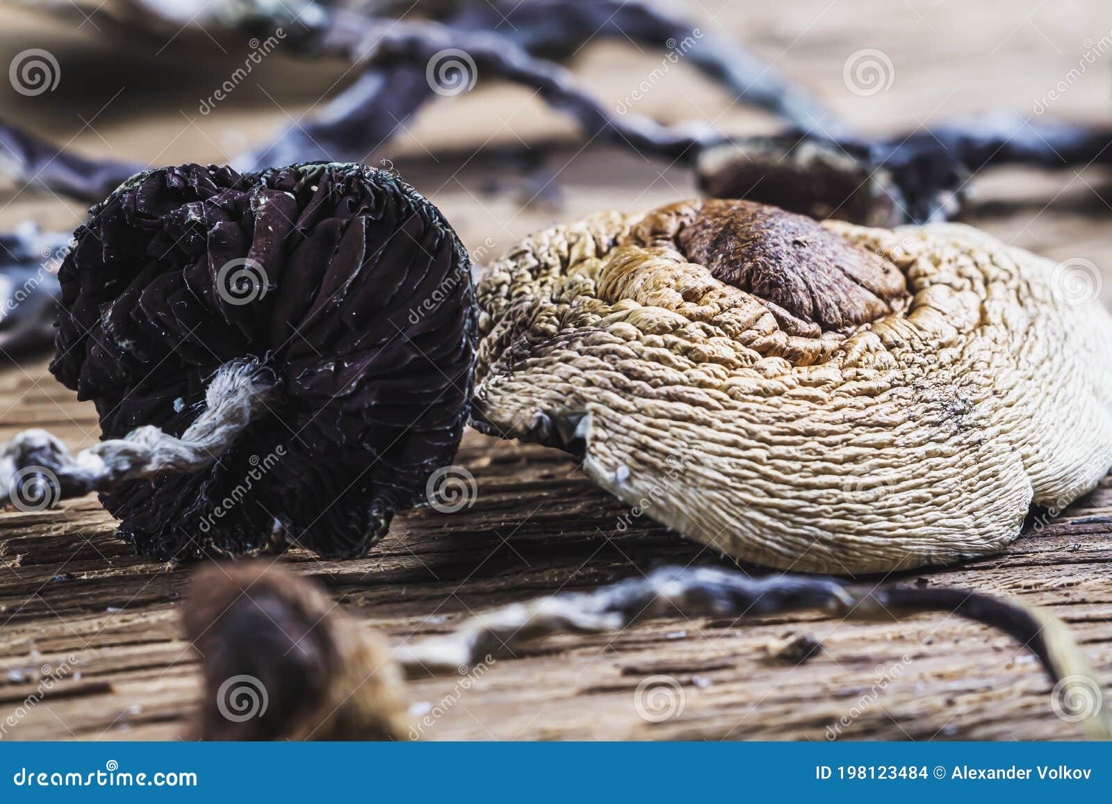 Dried Mexican Magic Mushrooms is a Psilocybe Cubensis, Whose Main ...