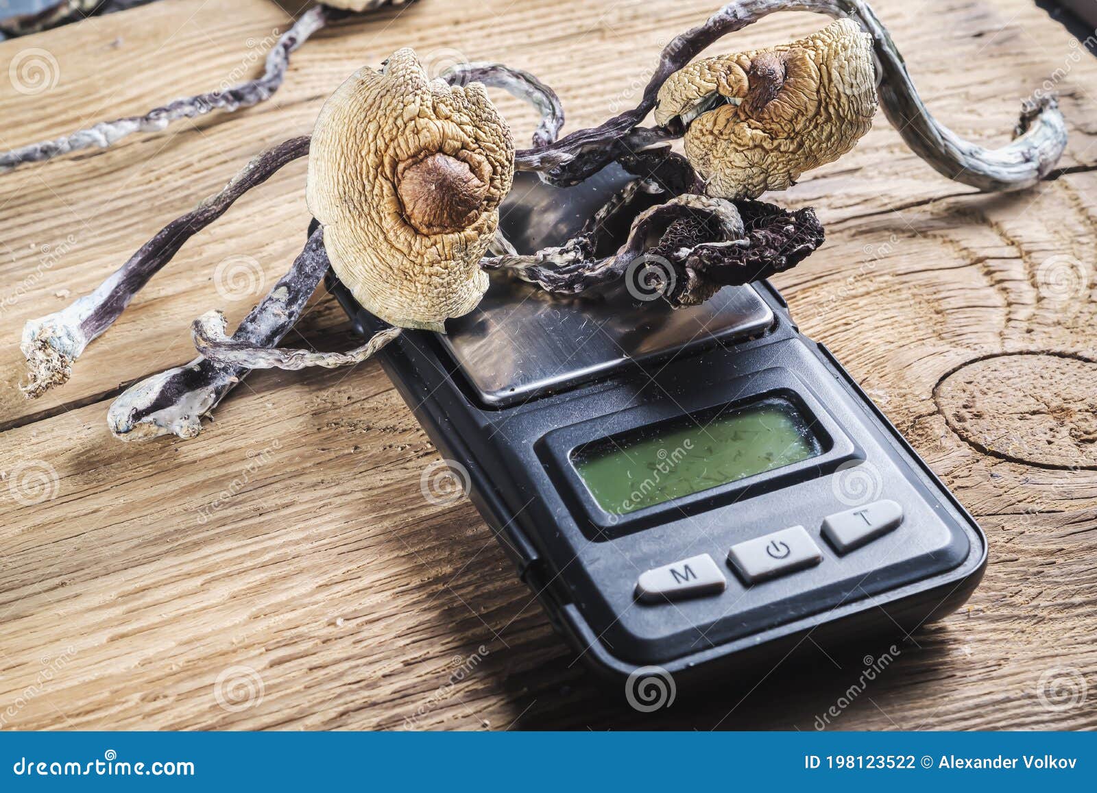 Dried Mexican Magic Mushrooms is a Psilocybe Cubensis, Whose Main ...