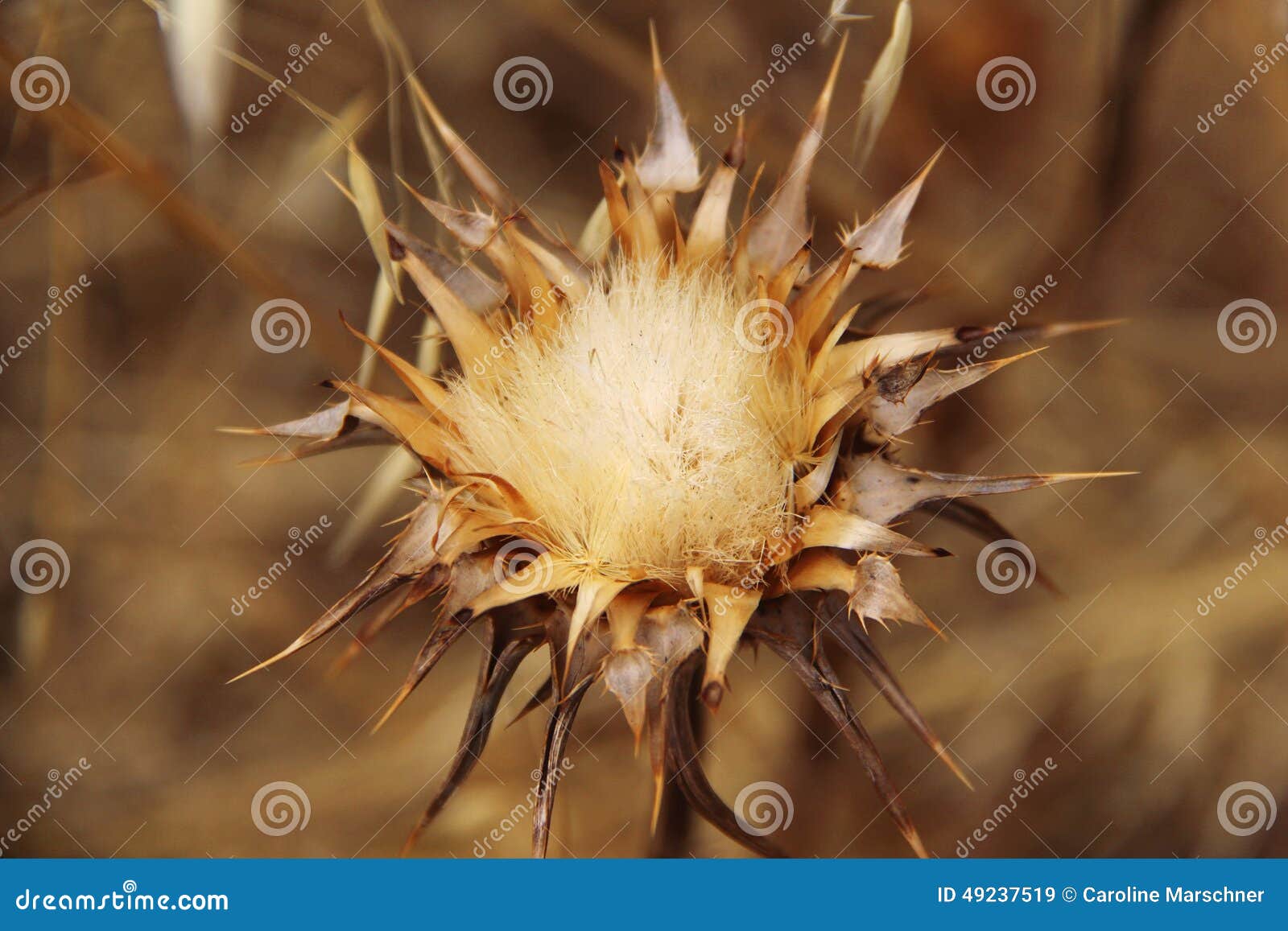 Dried Milk Thistle stock image. Image of milk, plant - 49237519
