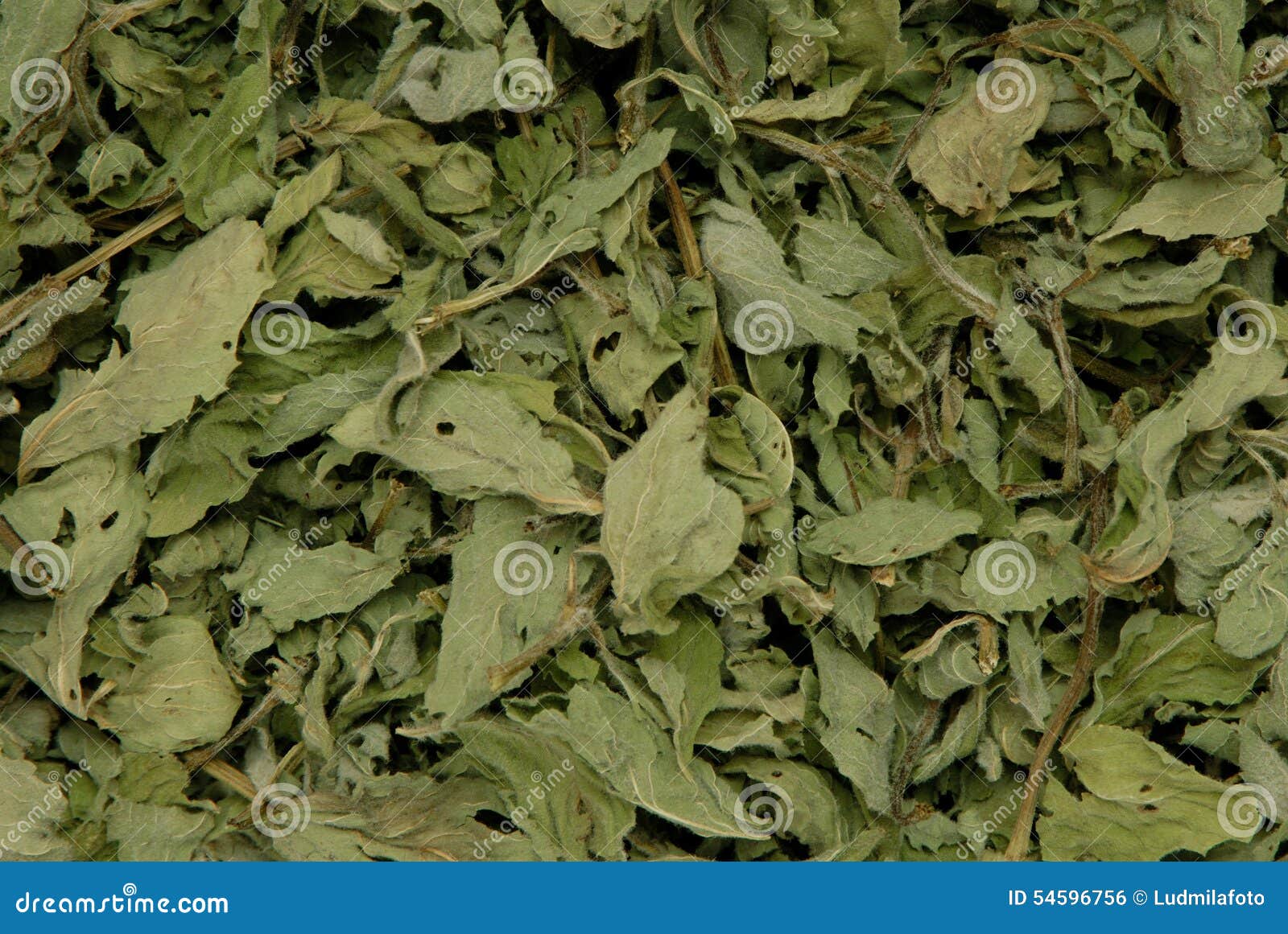 Dried mint stock photo. Image of mentha, green, closeup - 54596756