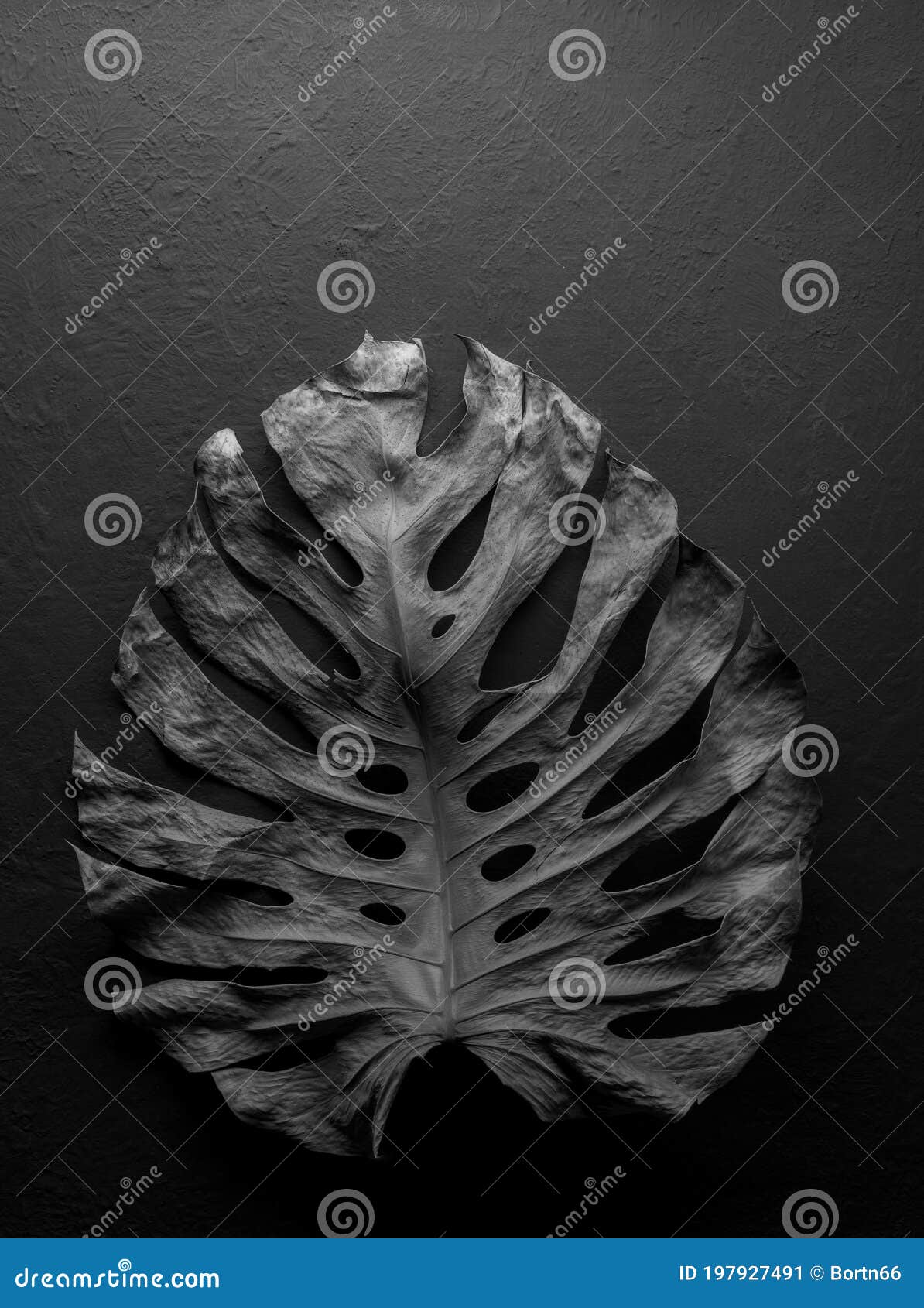 Dried Monstera Leaf on Black Background Stock Image - Image of fall ...