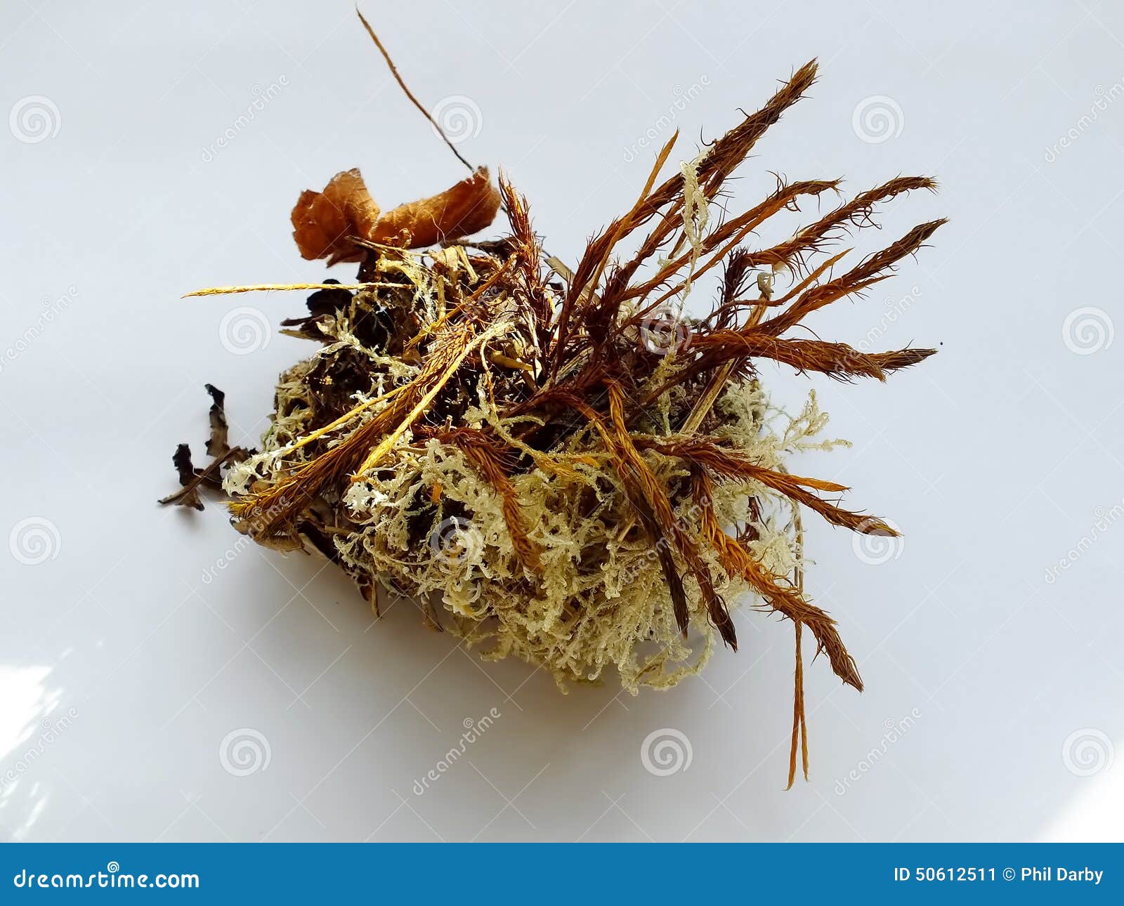 Dried Moss stock image. Image of outdoor, isolated, preserved - 50612511