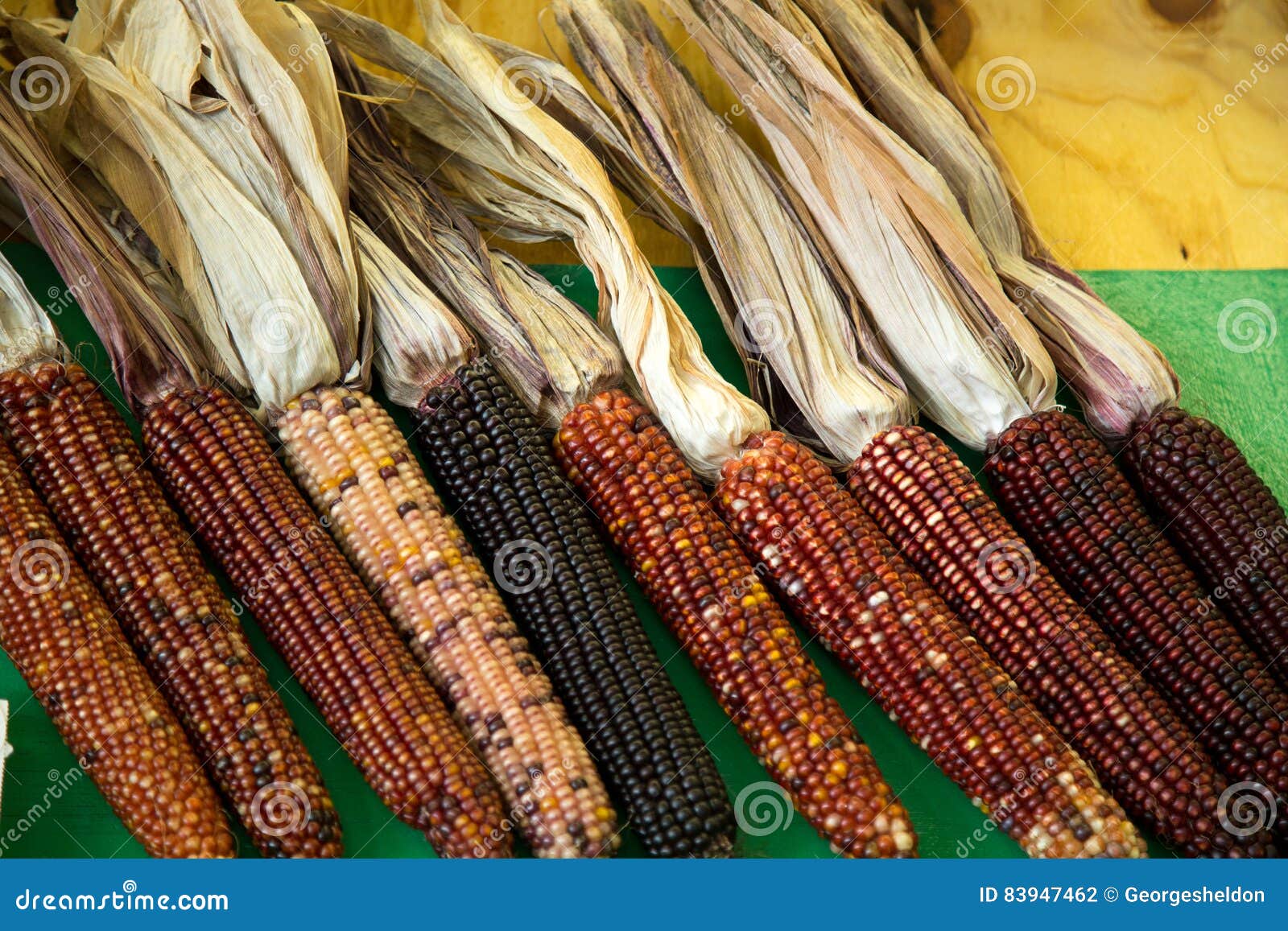 Dried Multi Color Corn on Cob Stock Photo - Image of harvest, field ...