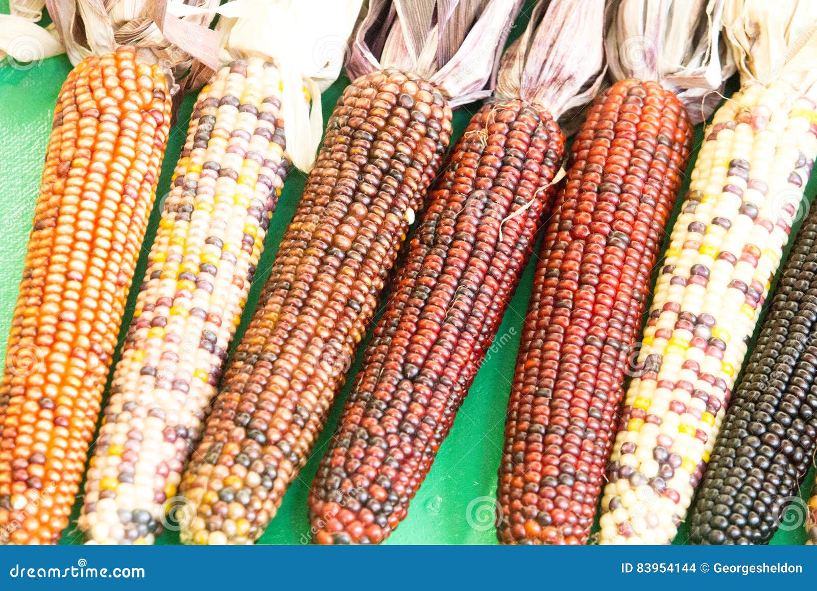 Dried Multi Color Corn on the Cob Stock Photo - Image of crop ...