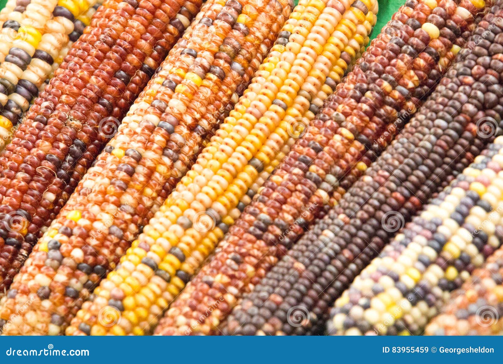 Dried Multi Color Corn on Cobs Stock Image - Image of food, multi: 83955459