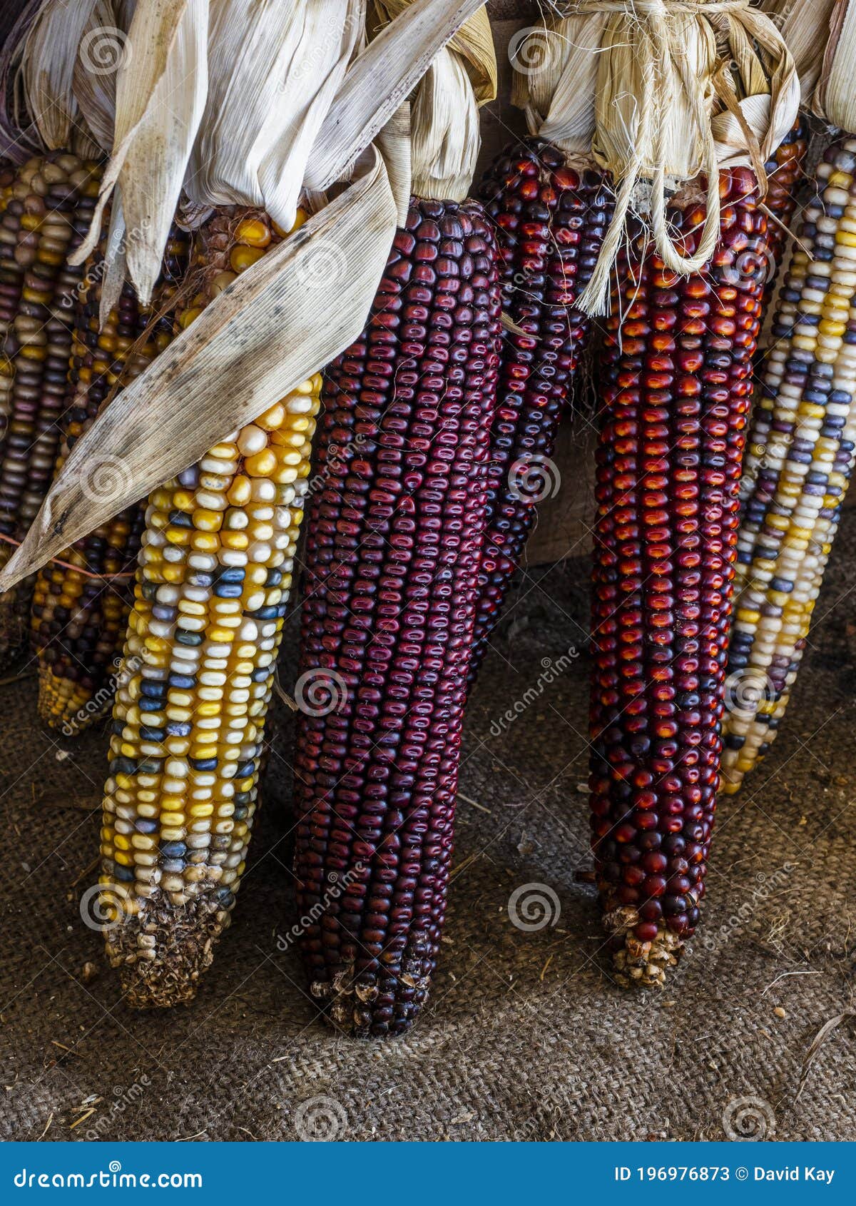 Dried Multicolored Indian Corn Stock Image - Image of multicolored ...