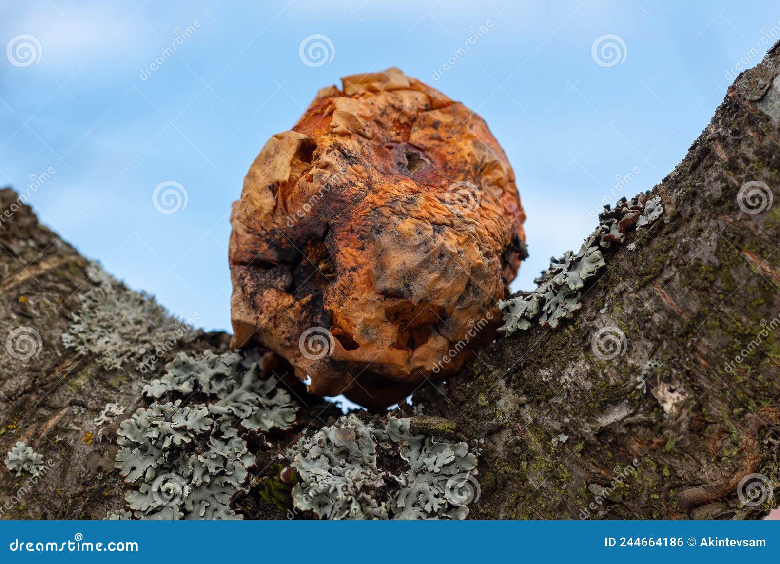 Dried Mummified Apple on the Branches Stock Photo - Image of infection ...