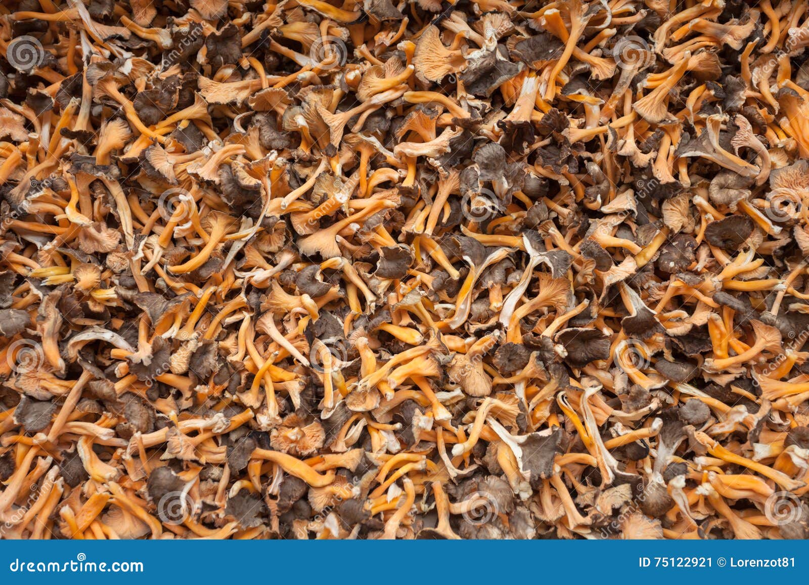 Dried mushrooms as texture stock image. Image of cibarius - 75122921