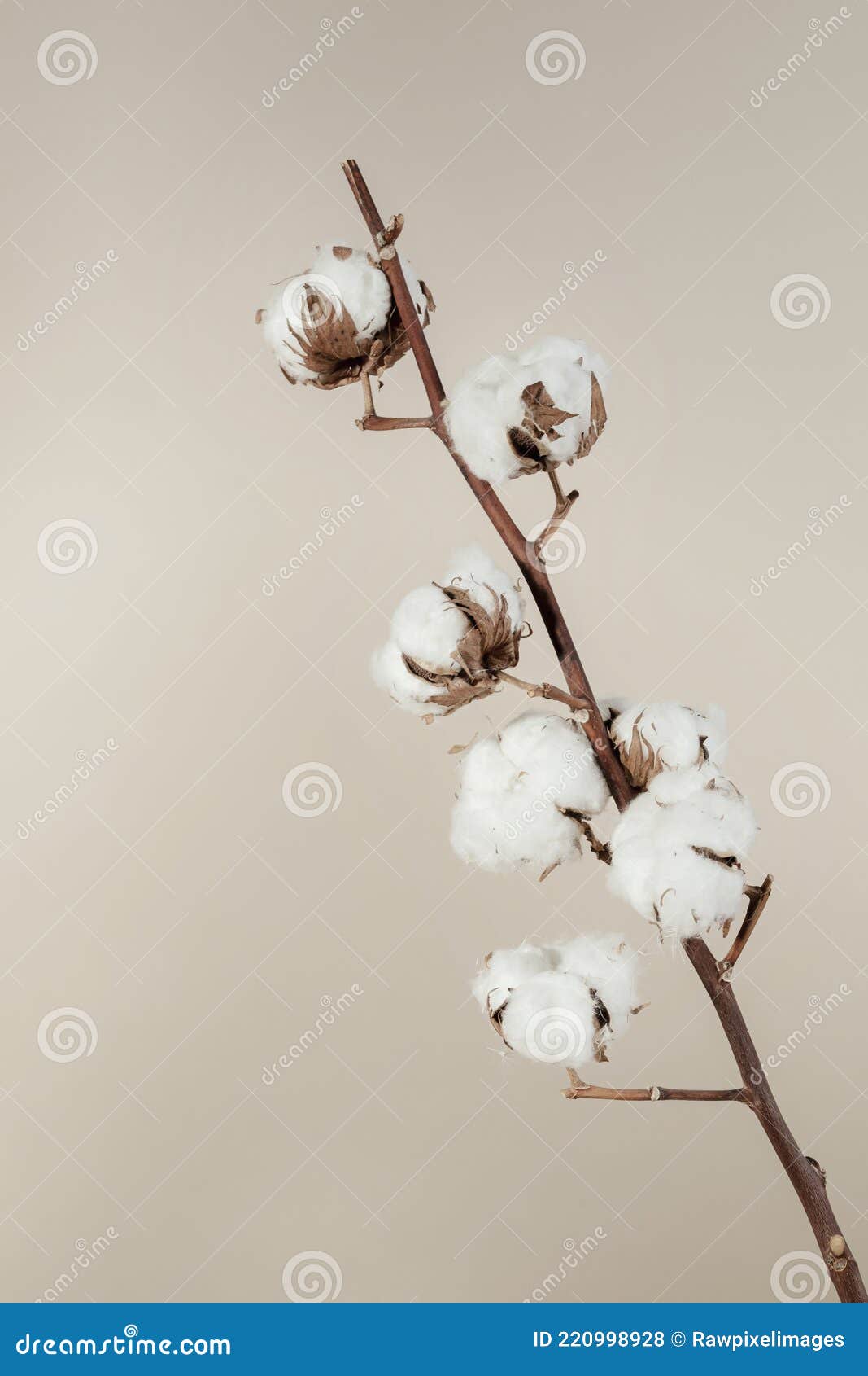 Dried Natural Cotton Branch Isolated on Beige Background Stock Photo ...