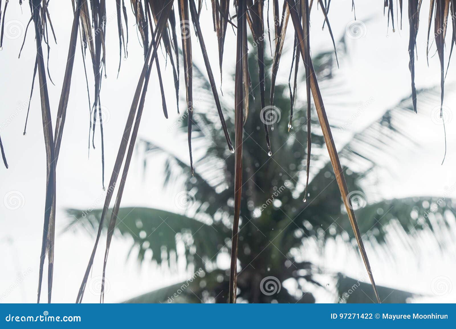 Pattern Of Nipa Palm Royalty-Free Stock Photography | CartoonDealer.com ...