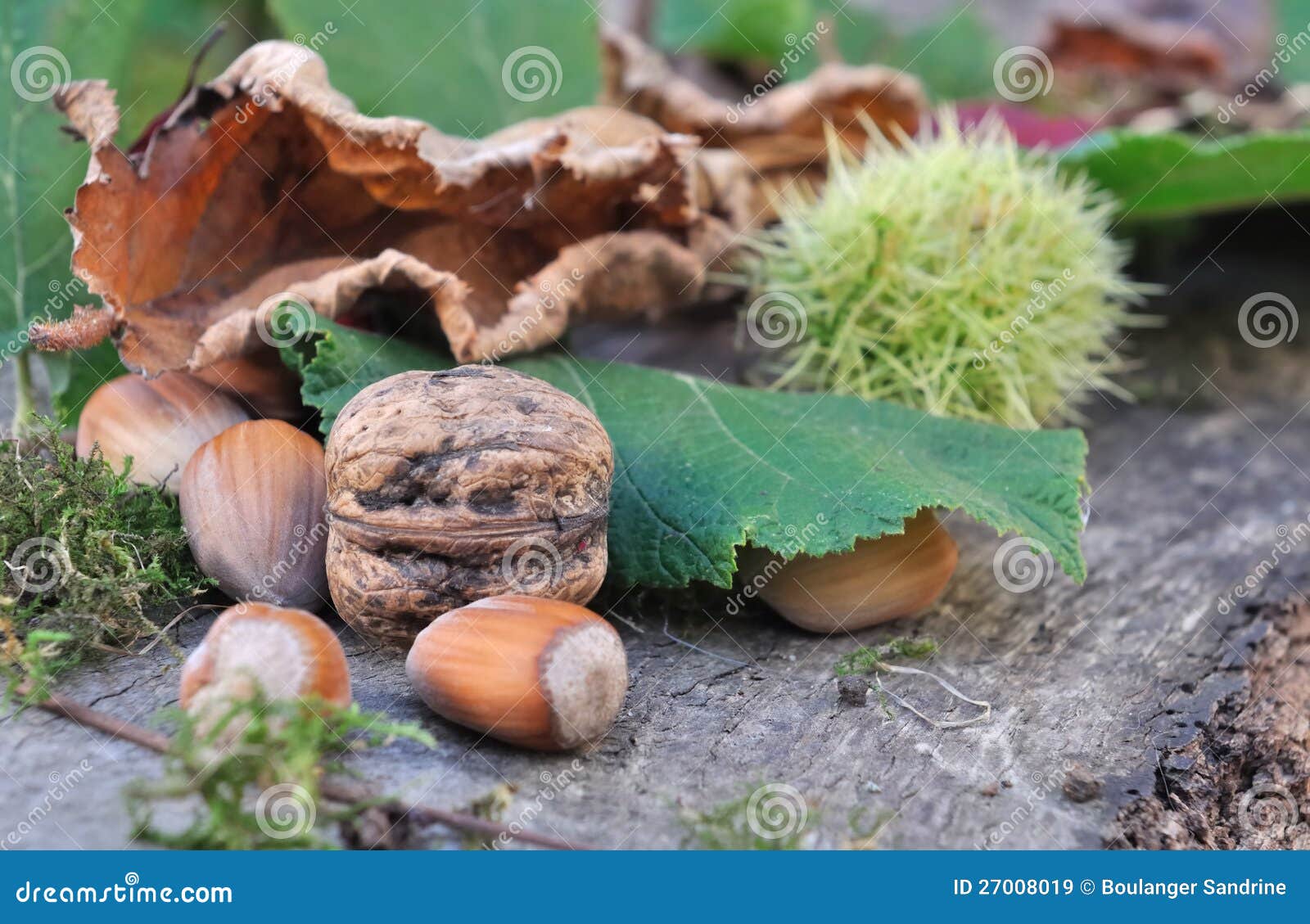 Dried nuts on wooden plank stock image. Image of organic - 27008019