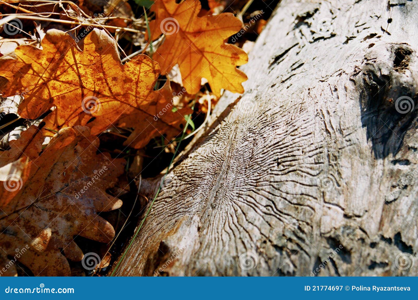 Dried oak leaf stock image. Image of background, autumn - 21774697