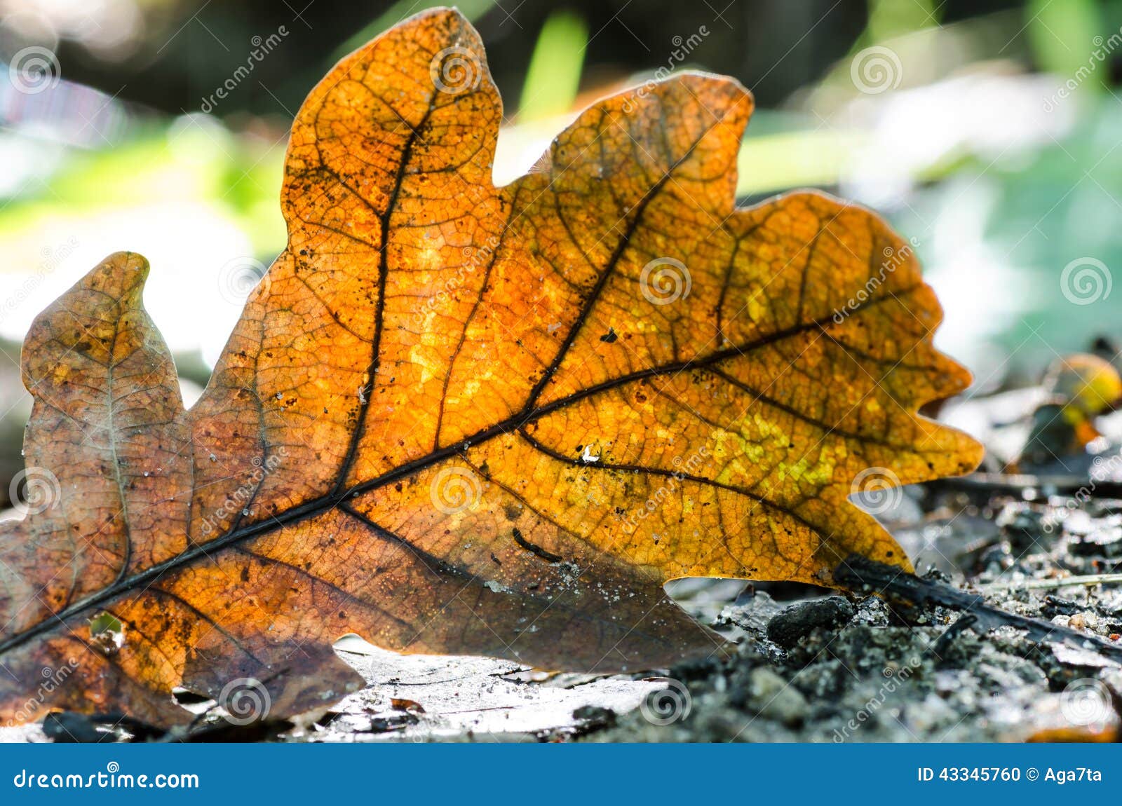 Dried oak leaf stock photo. Image of detail, tree, plant - 43345760