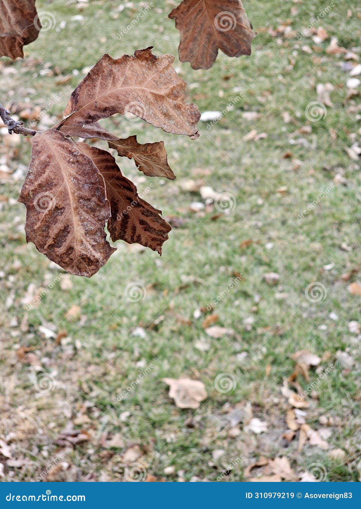 Dried Oak Leaves on an Oak Tree in the Winter Stock Image - Image of ...