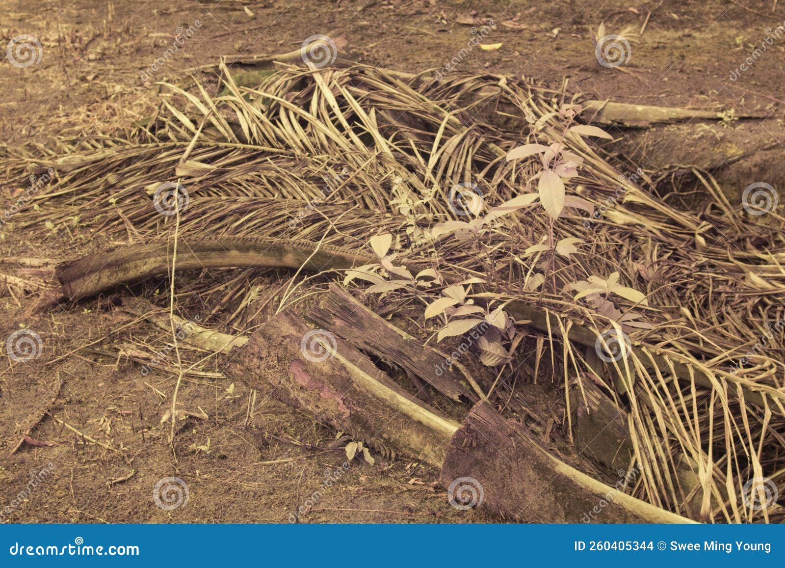The Dried Oil Palm Leaf and Branches. Stock Photo - Image of isolated ...