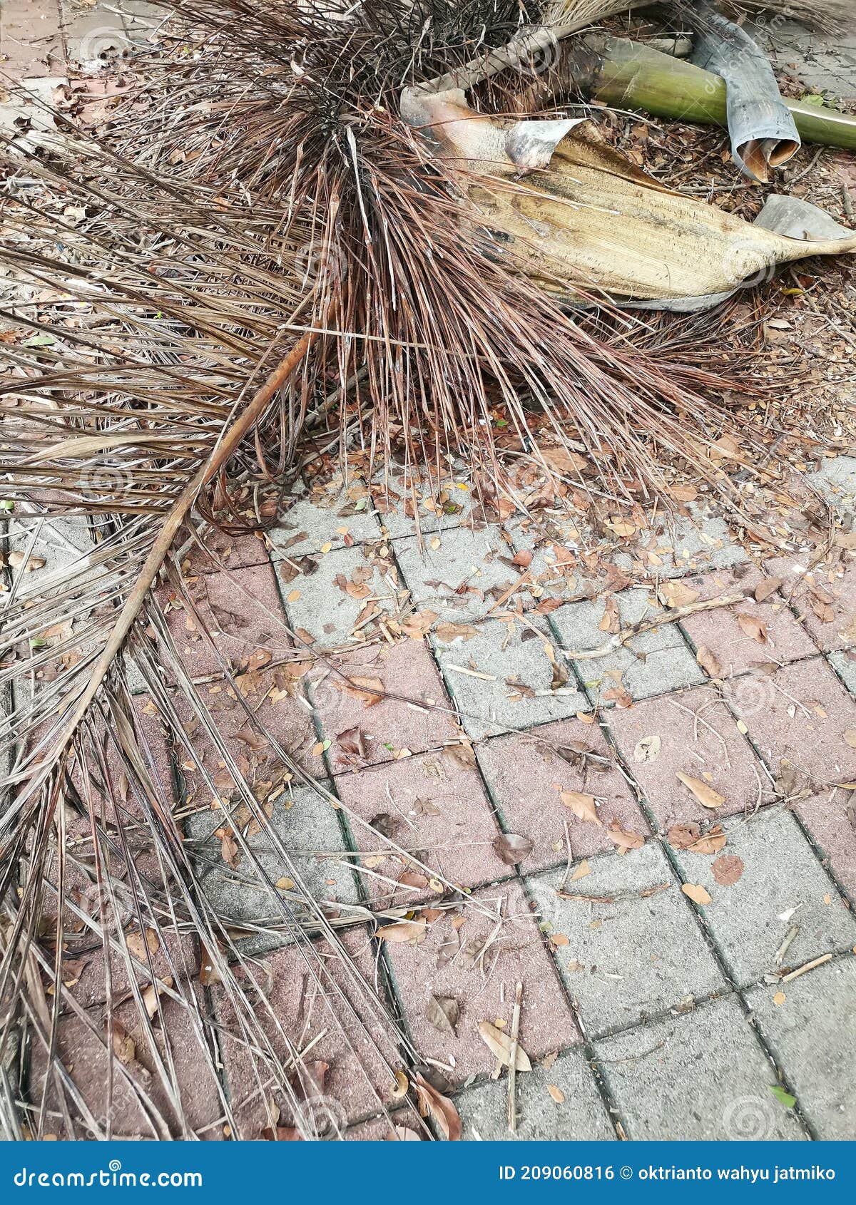 Dried Old Coconut Tree Falling Stock Photo - Image of dried, coco ...
